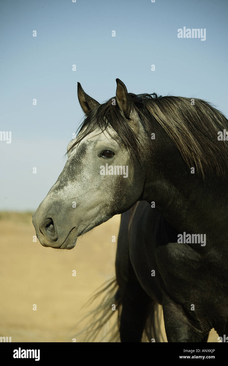 Arab-Barb - portrait Stock Photo - Alamy