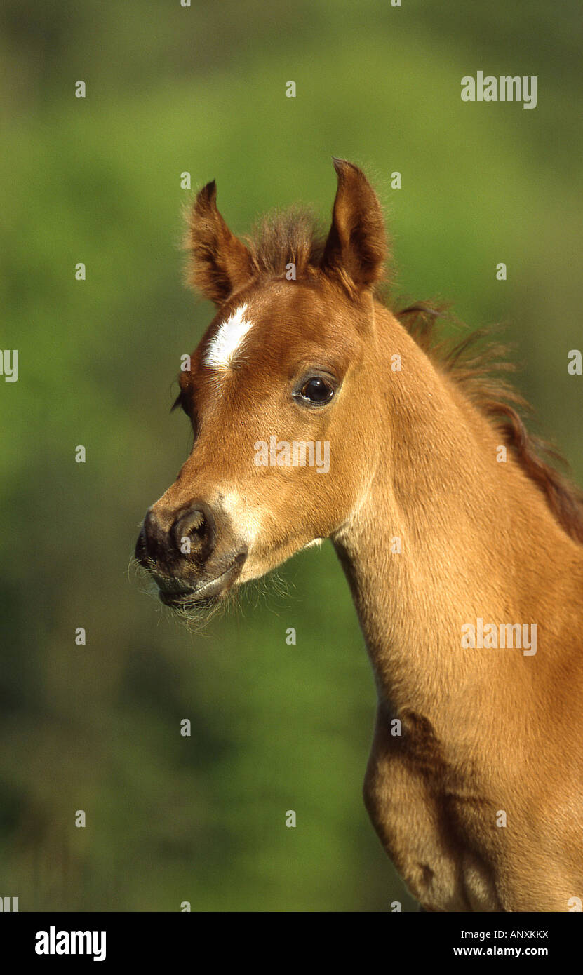 Arabian horse - foal - portrait Stock Photo - Alamy