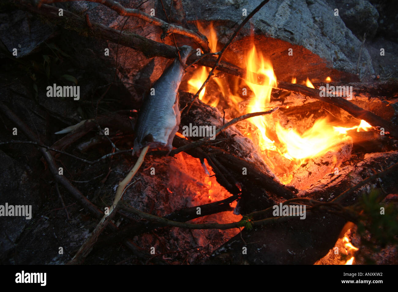 cooking fresh fish over fire Stock Photo - Alamy