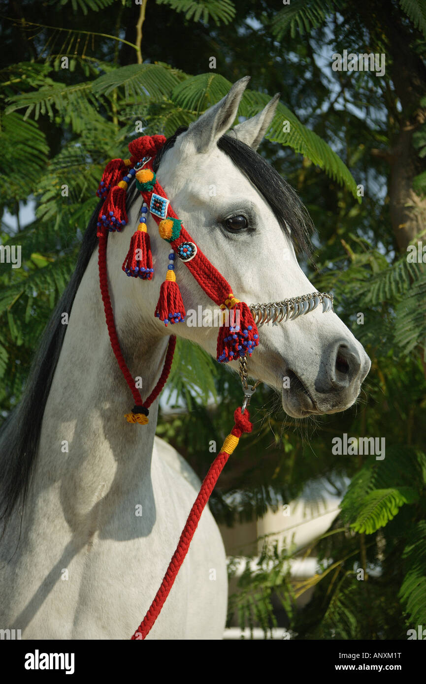 Asil Arabian High Resolution Stock Photography and Images - Alamy