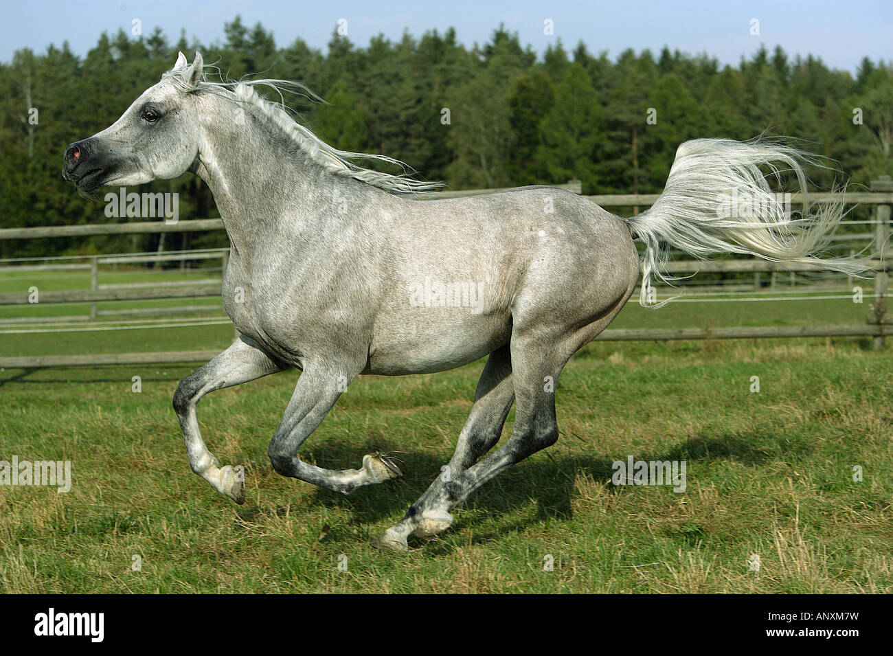 Arabian horse - galloping on meadow Stock Photo - Alamy
