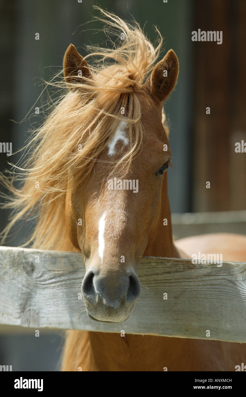 British Riding pony - portrait Stock Photo - Alamy