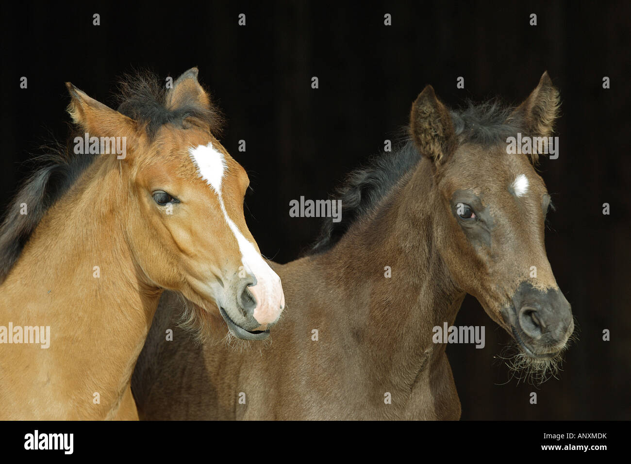 Young berber arab hi-res stock photography and images - Alamy
