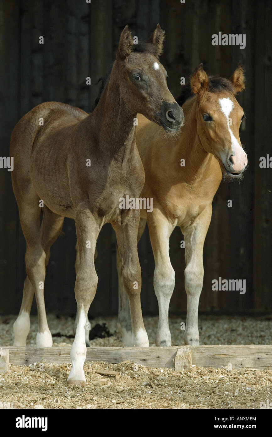 two Arab-Barb foals - standing Stock Photo - Alamy