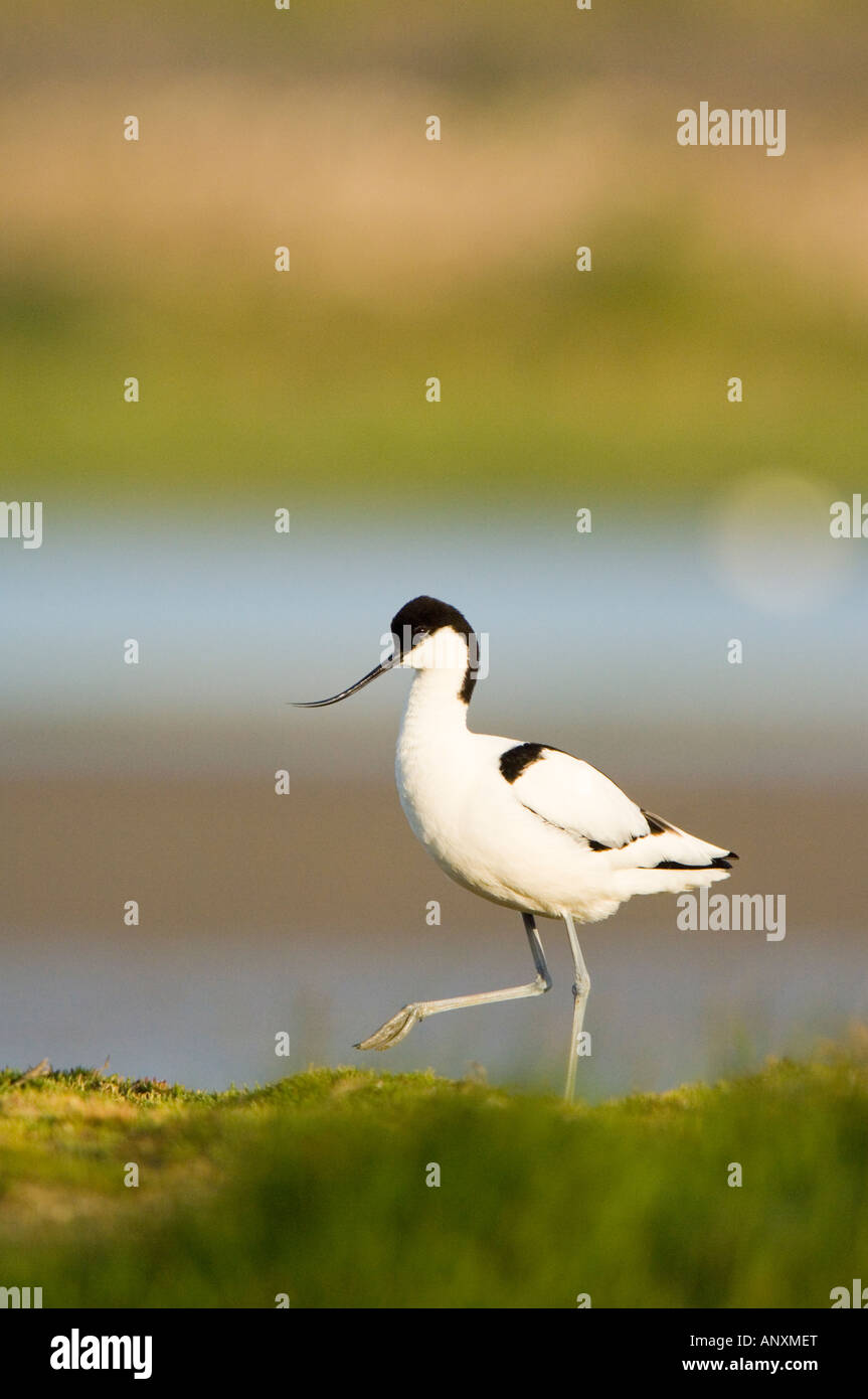 Pied avocet texel hi-res stock photography and images - Alamy