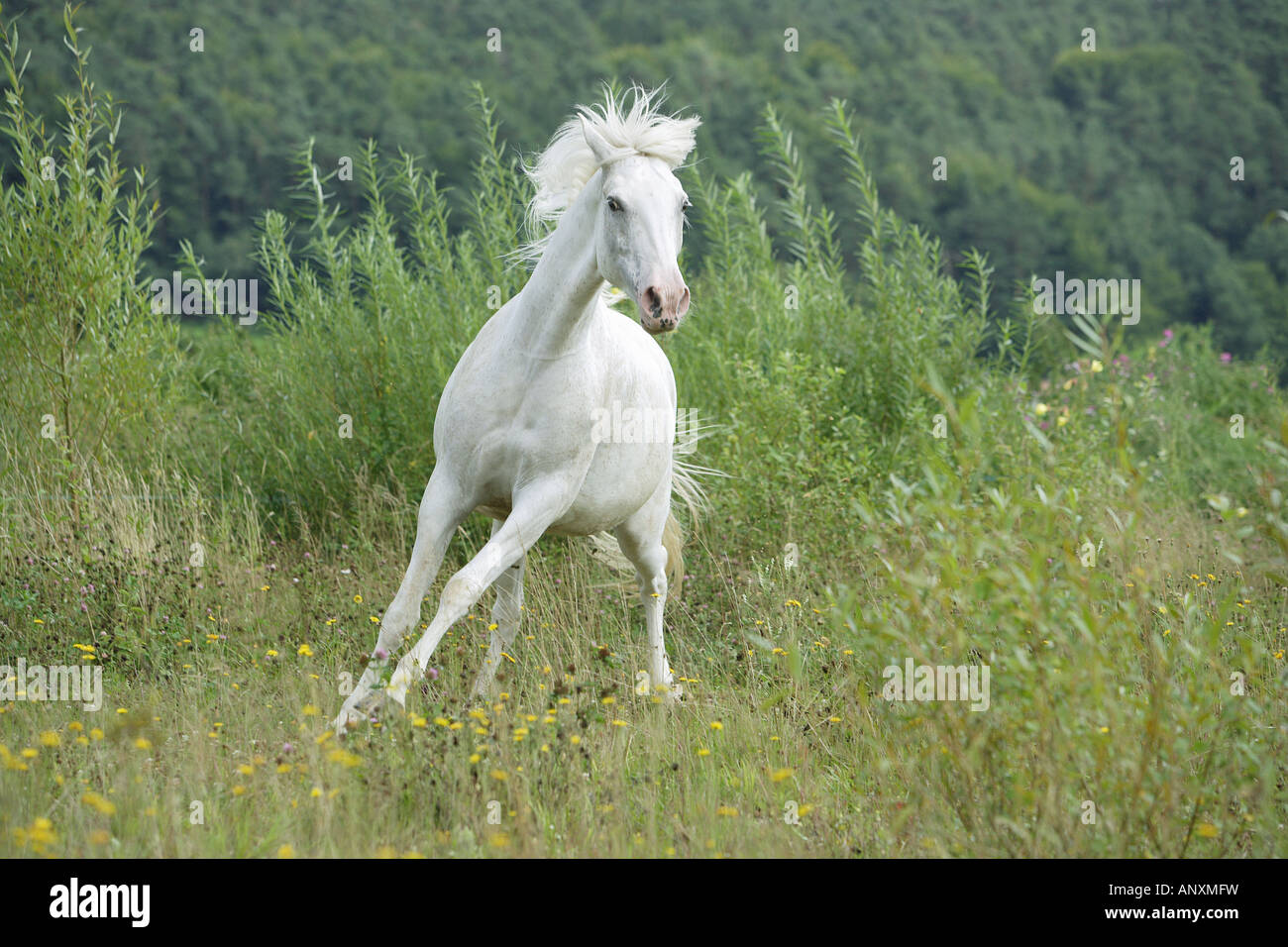 Arab-Barb on meadow Stock Photo - Alamy