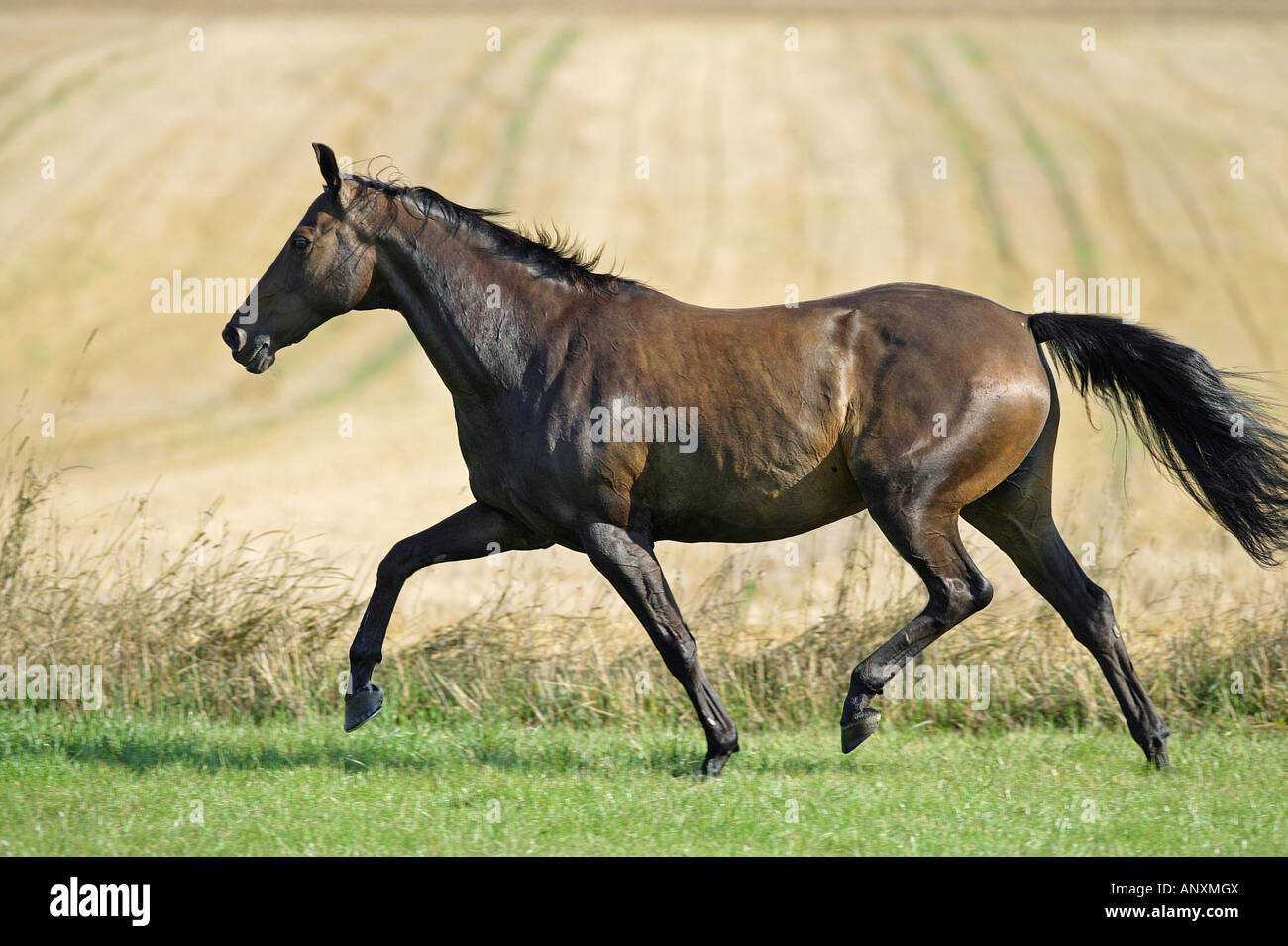 Budyonny horse hi-res stock photography and images - Alamy