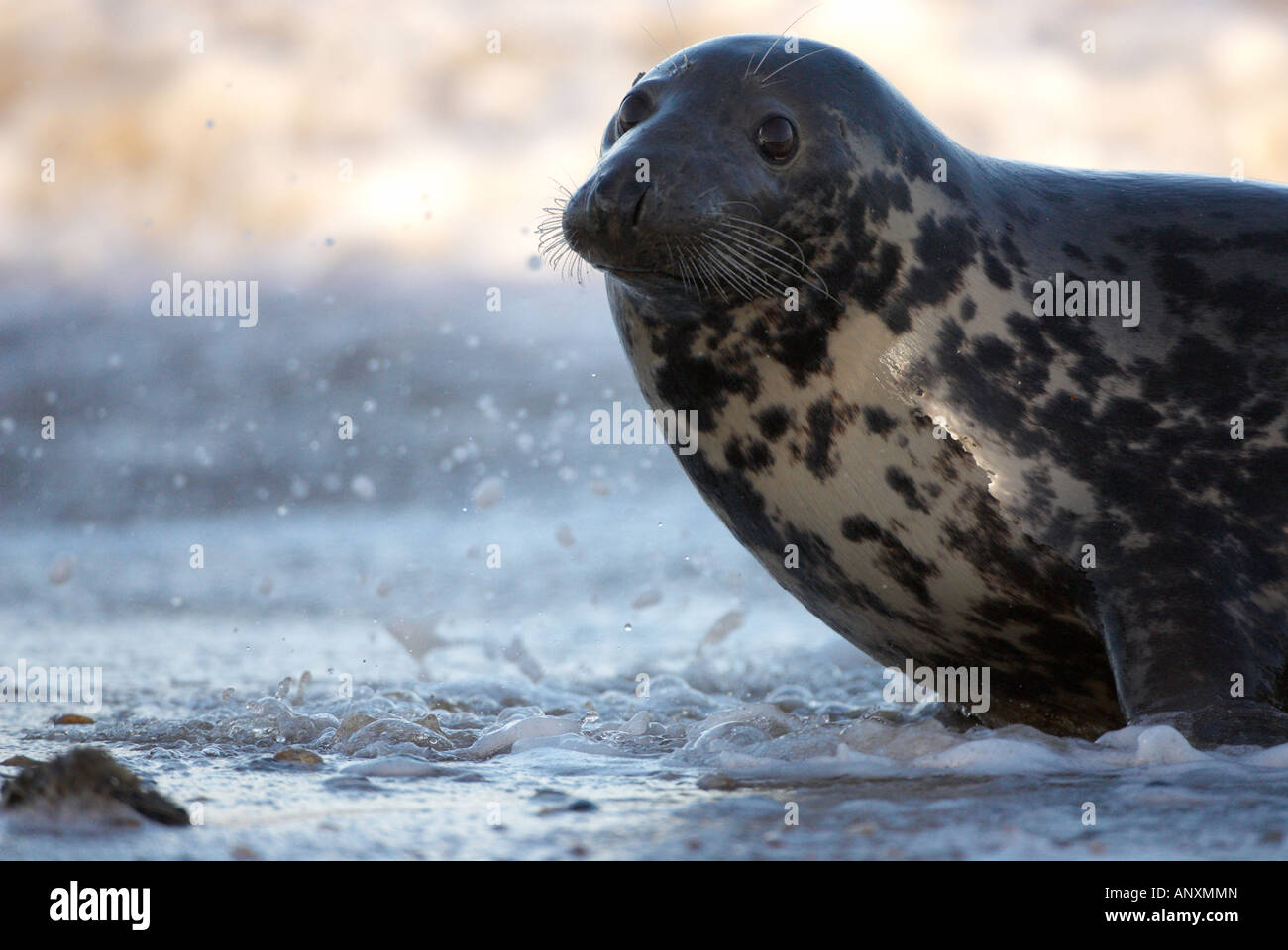 Female grey seal hi-res stock photography and images - Alamy