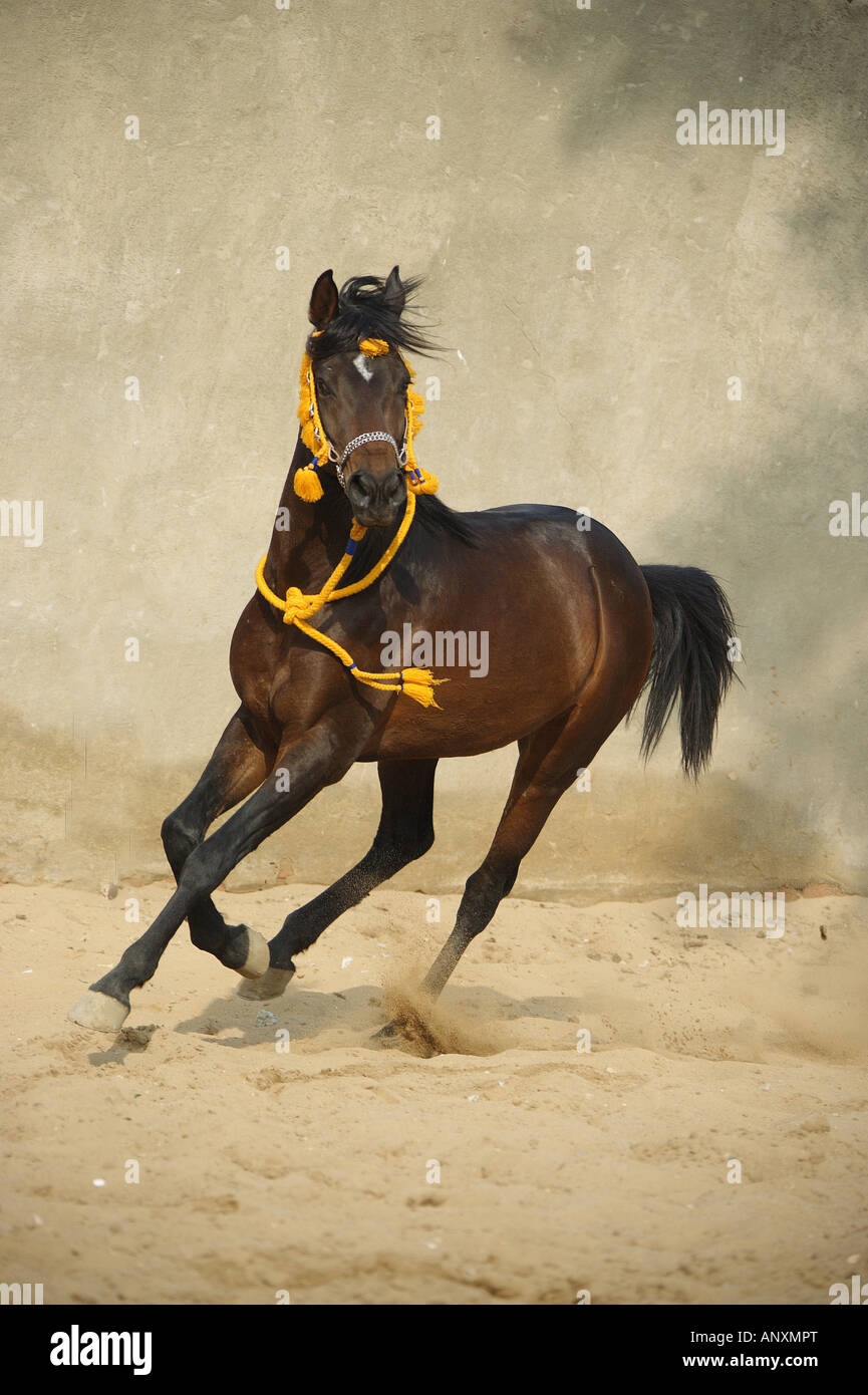 Arabian horse - running Stock Photo - Alamy