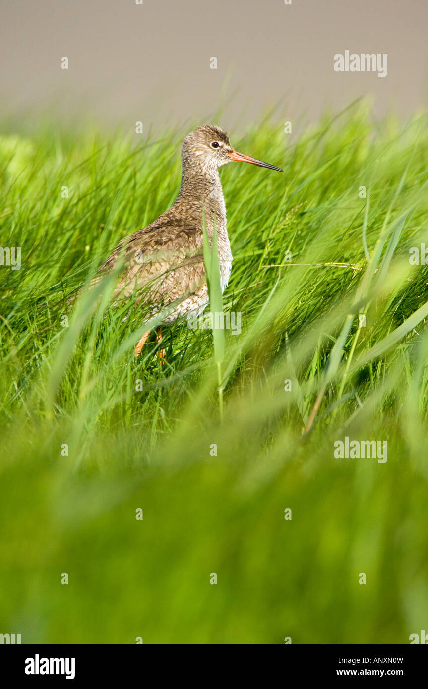 Redshank plant hi-res stock photography and images - Alamy