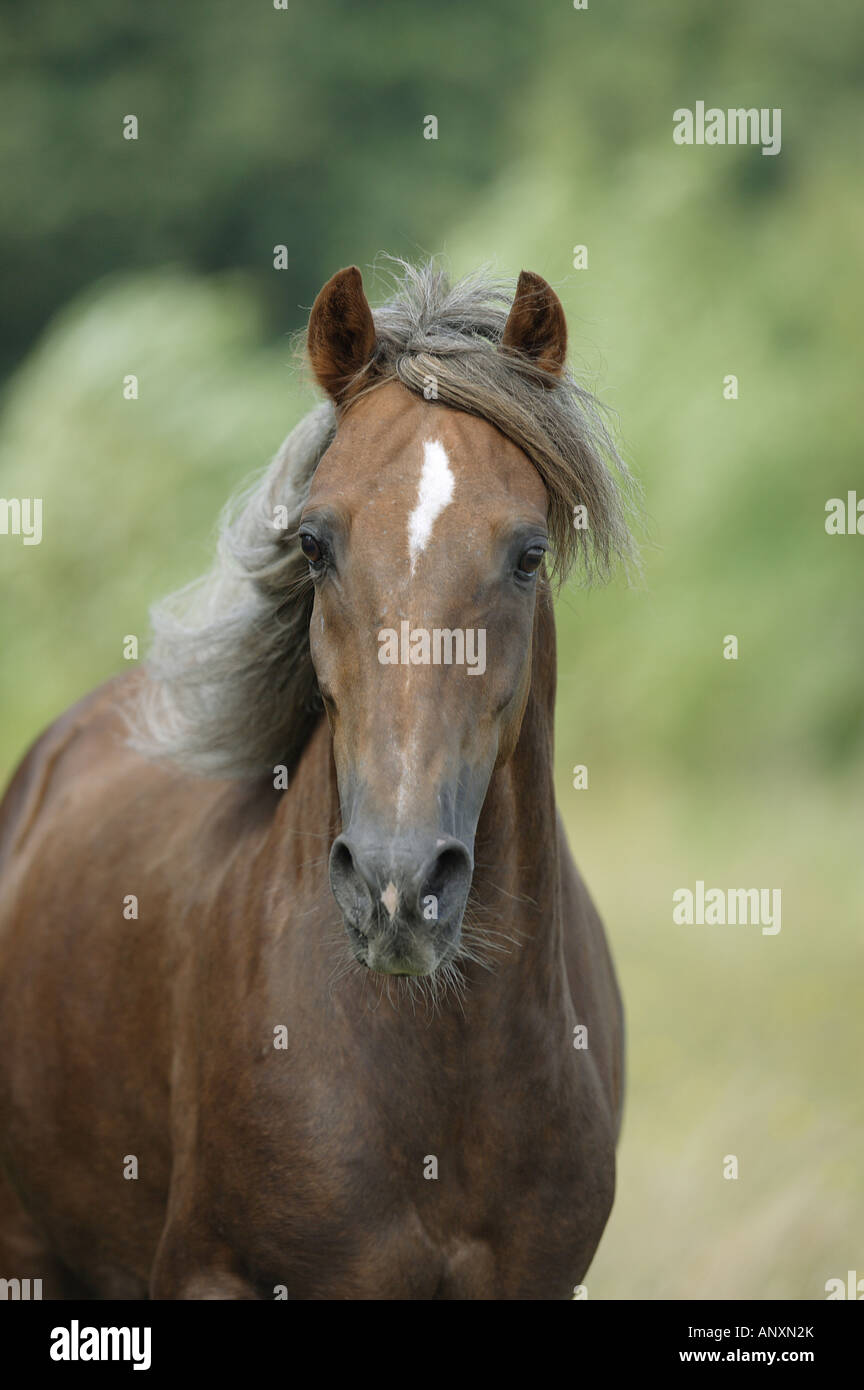 Arab-Barb - portrait Stock Photo - Alamy