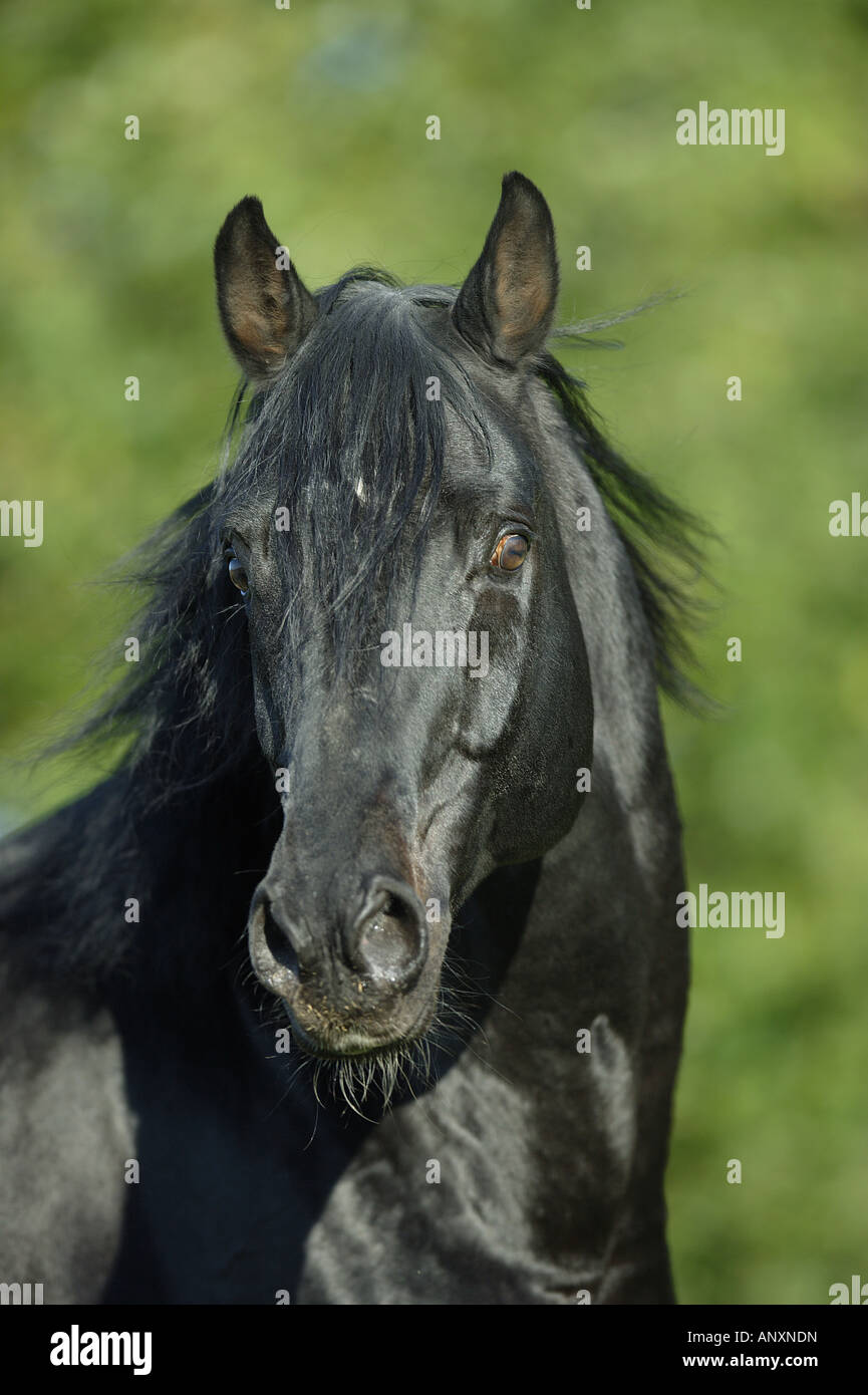Anglo Arabian horse - portrait Stock Photo - Alamy