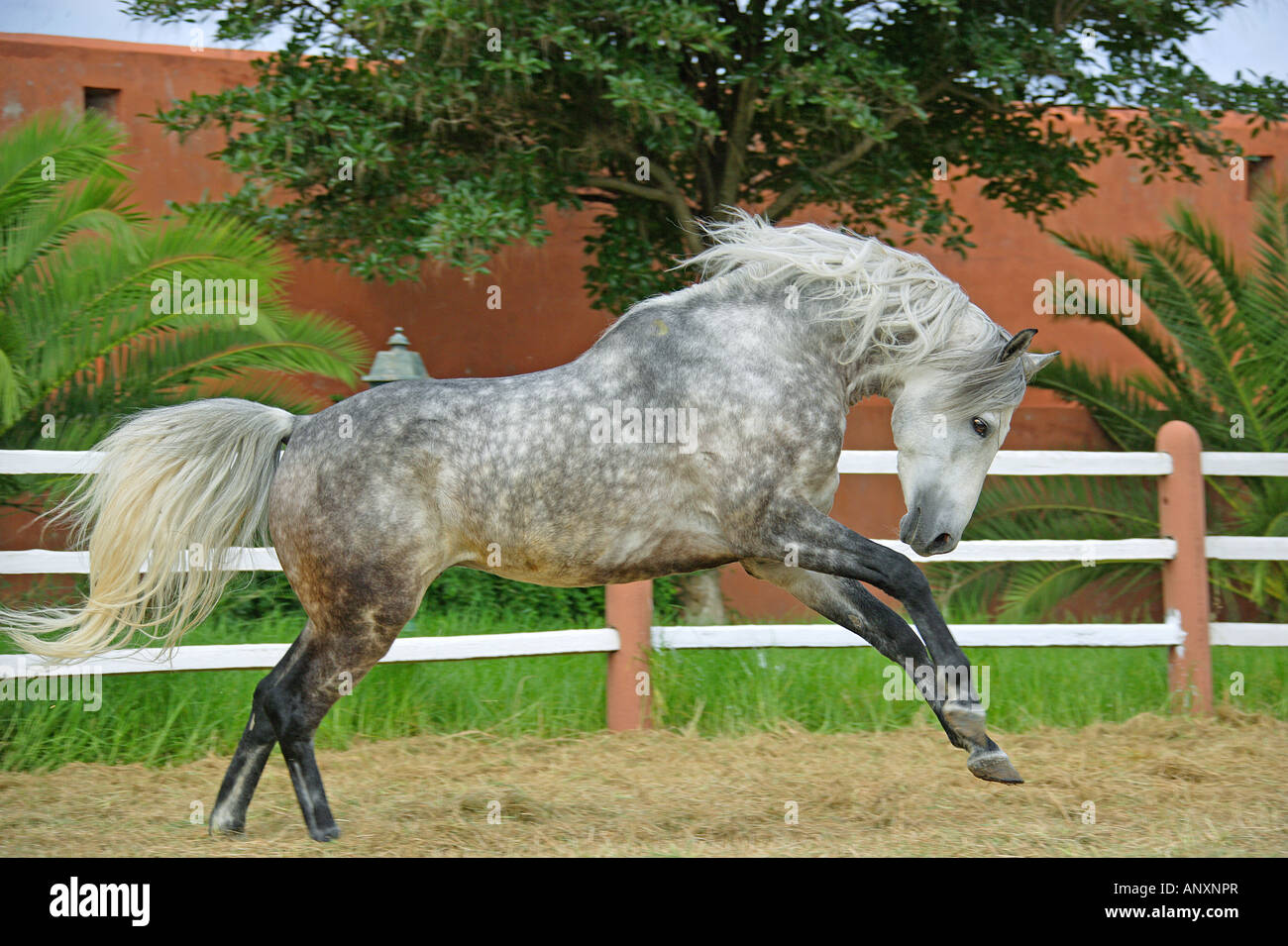 Arabian horse - running Stock Photo - Alamy