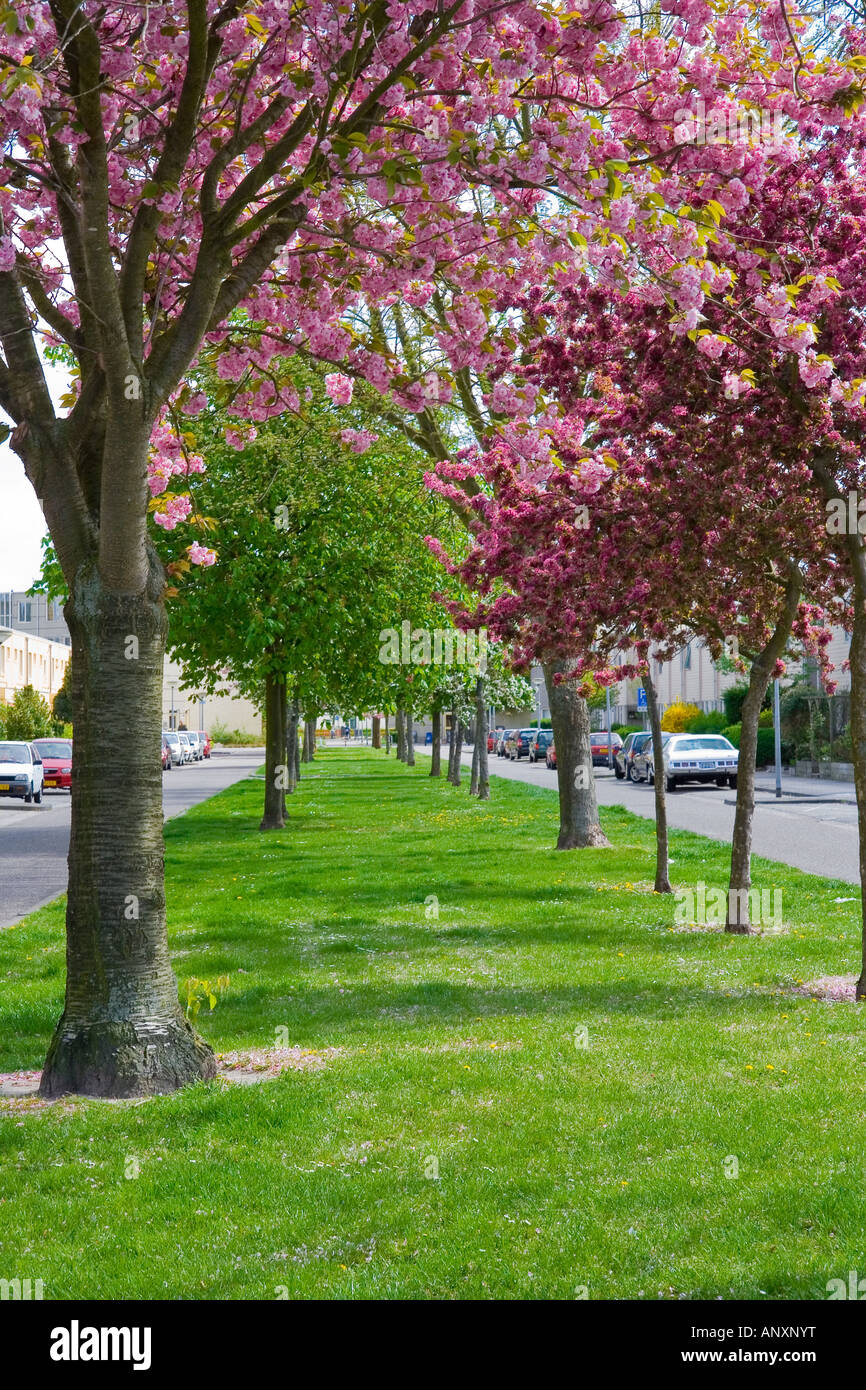 Cherry Blossom Trees in Almere, Netherlands Stock Photo - Alamy