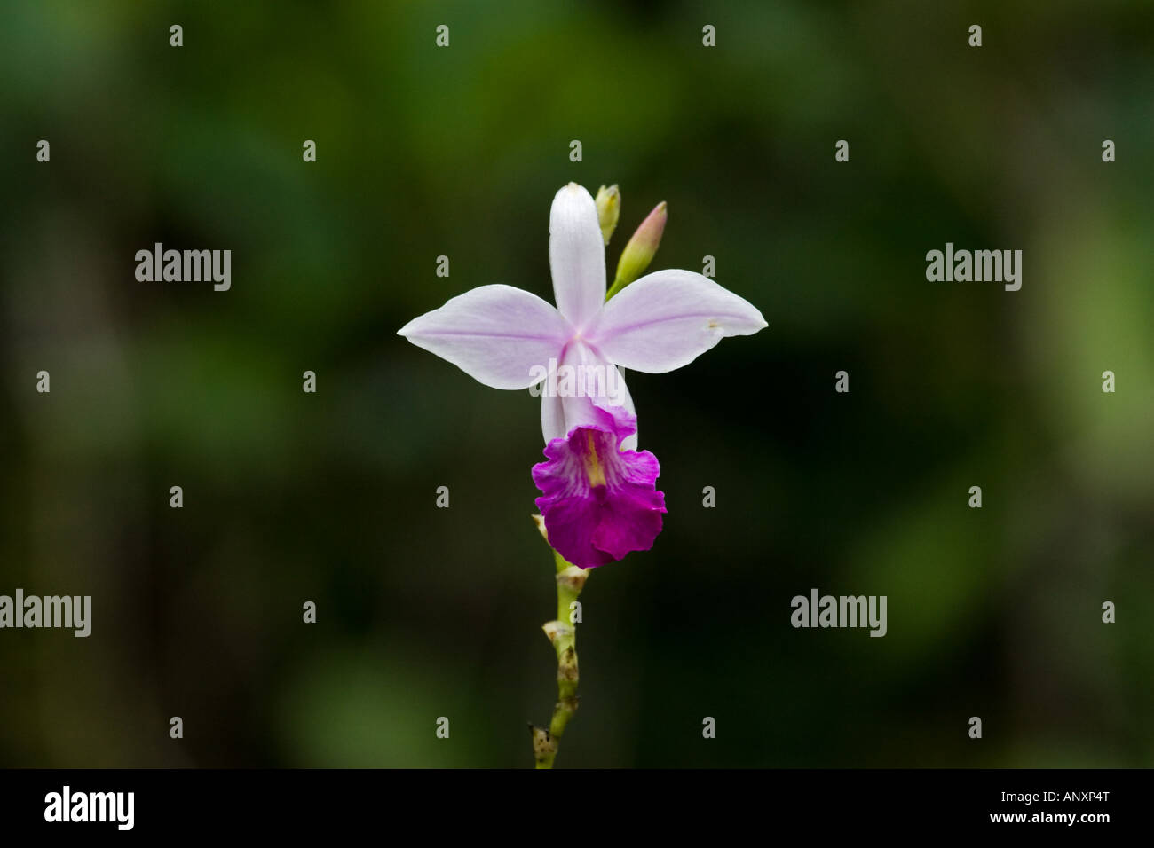 Arundina graminifolia - Bamboo Orchid Sinharaja blooms in the ...