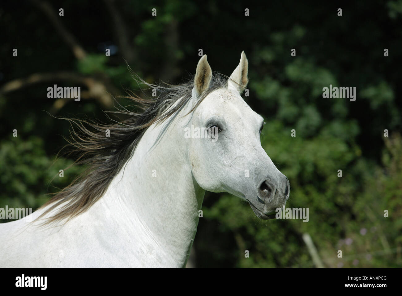 Arabian horse - portrait Stock Photo - Alamy