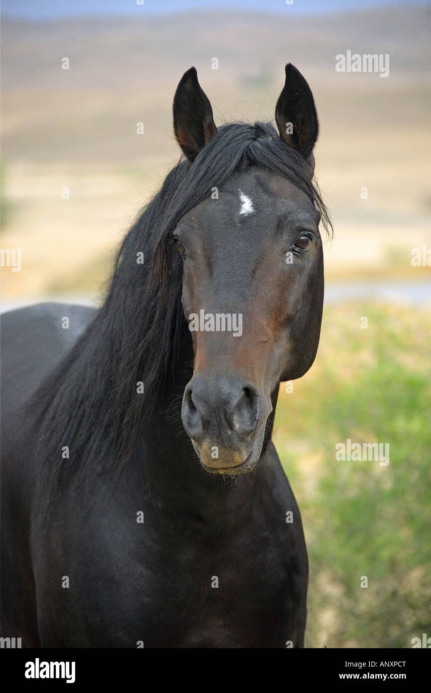 Arab-Barb - portrait Stock Photo - Alamy