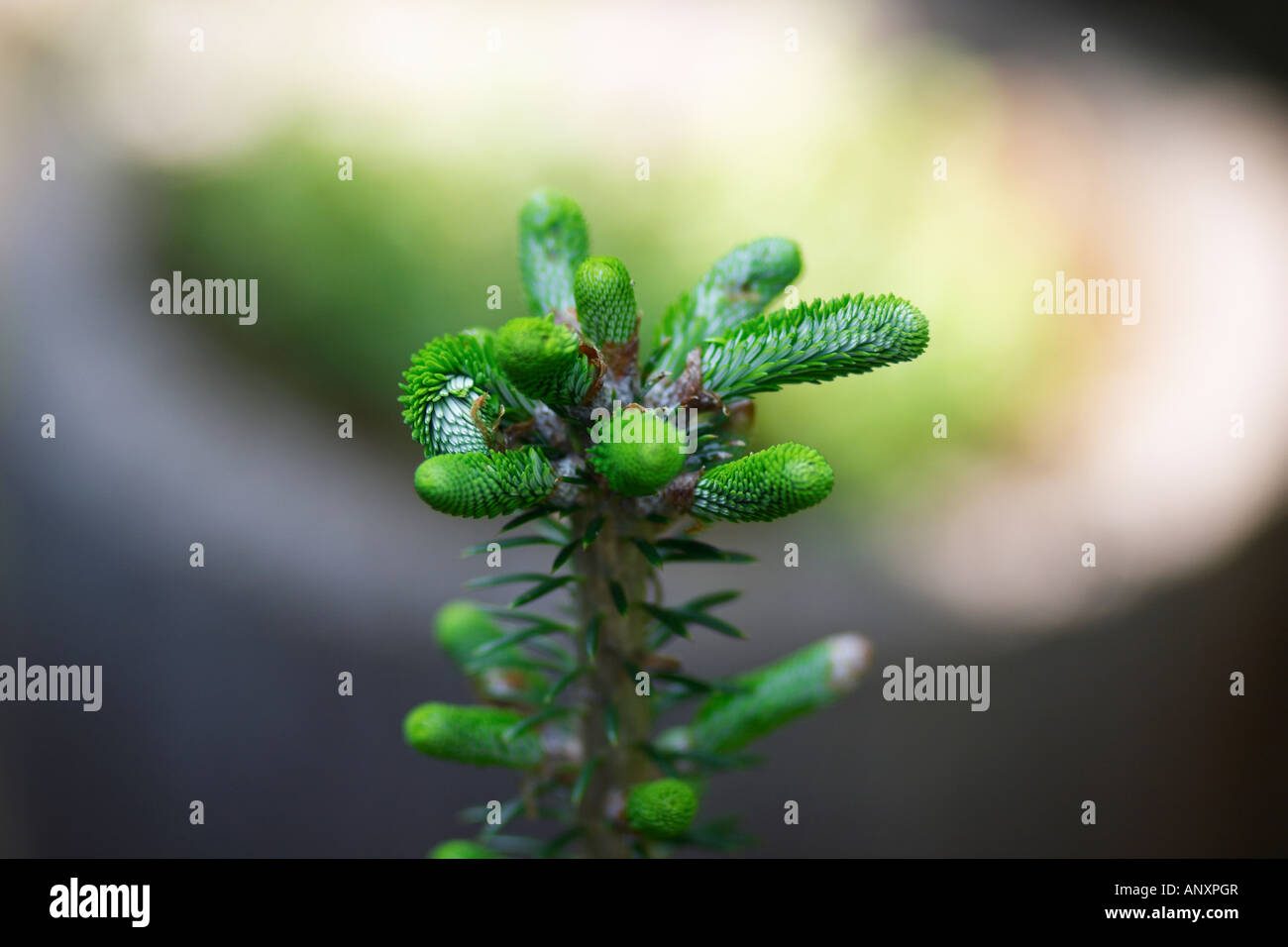 Top of a young fir tree Stock Photo - Alamy