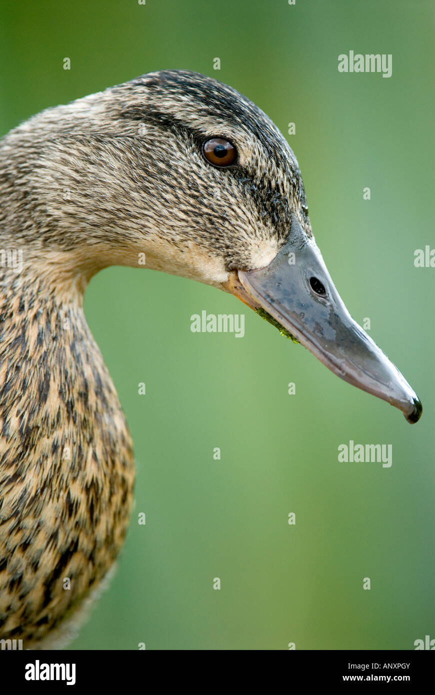A portrait of a mallard Stock Photo - Alamy