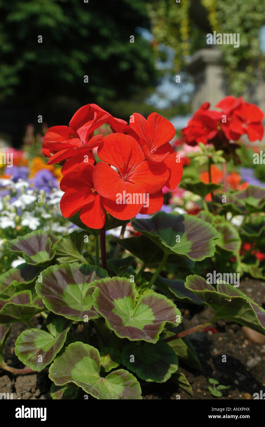 Red geraniums in garden border hi-res stock photography and images - Alamy