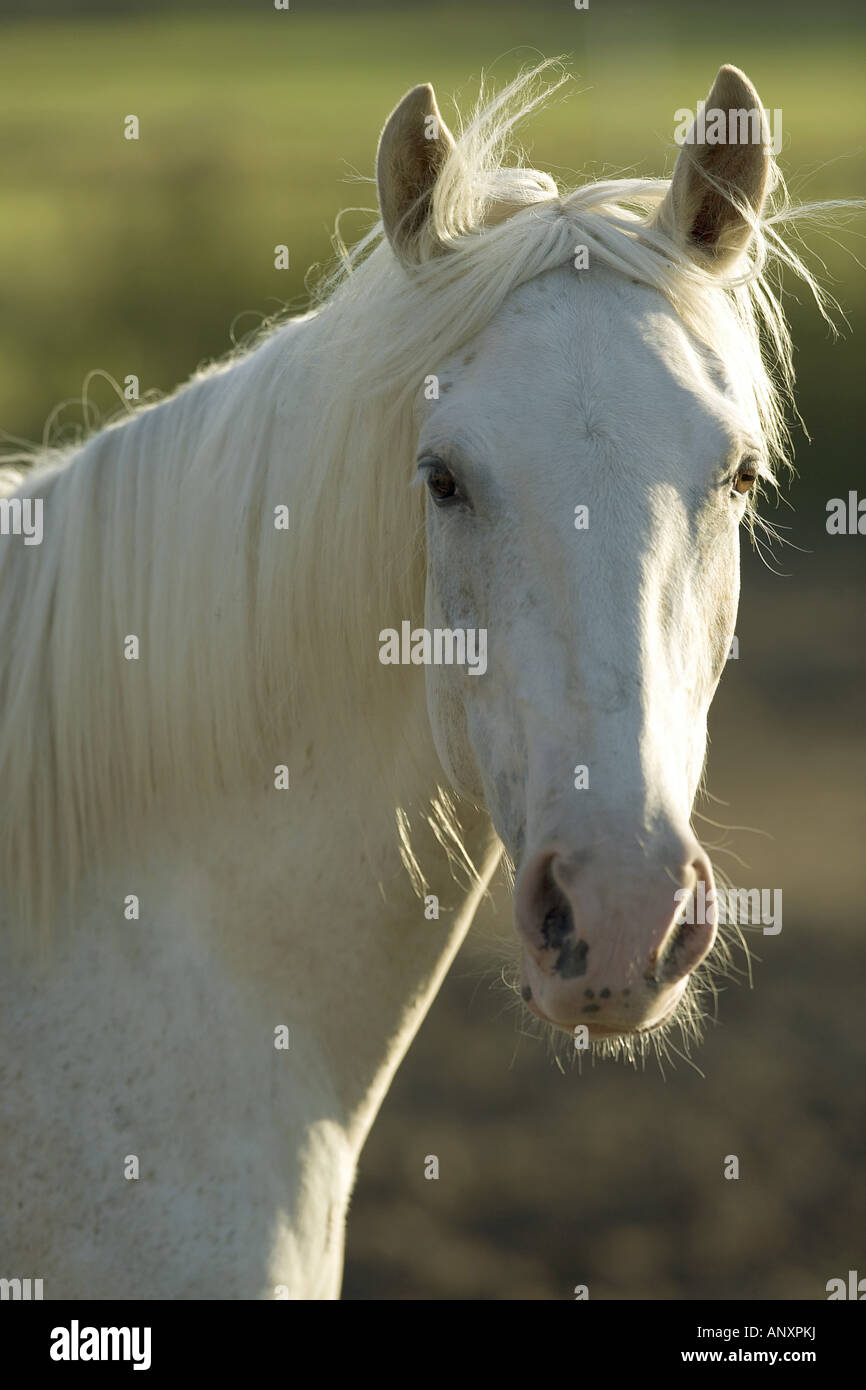 Arab-Barb - portrait Stock Photo - Alamy