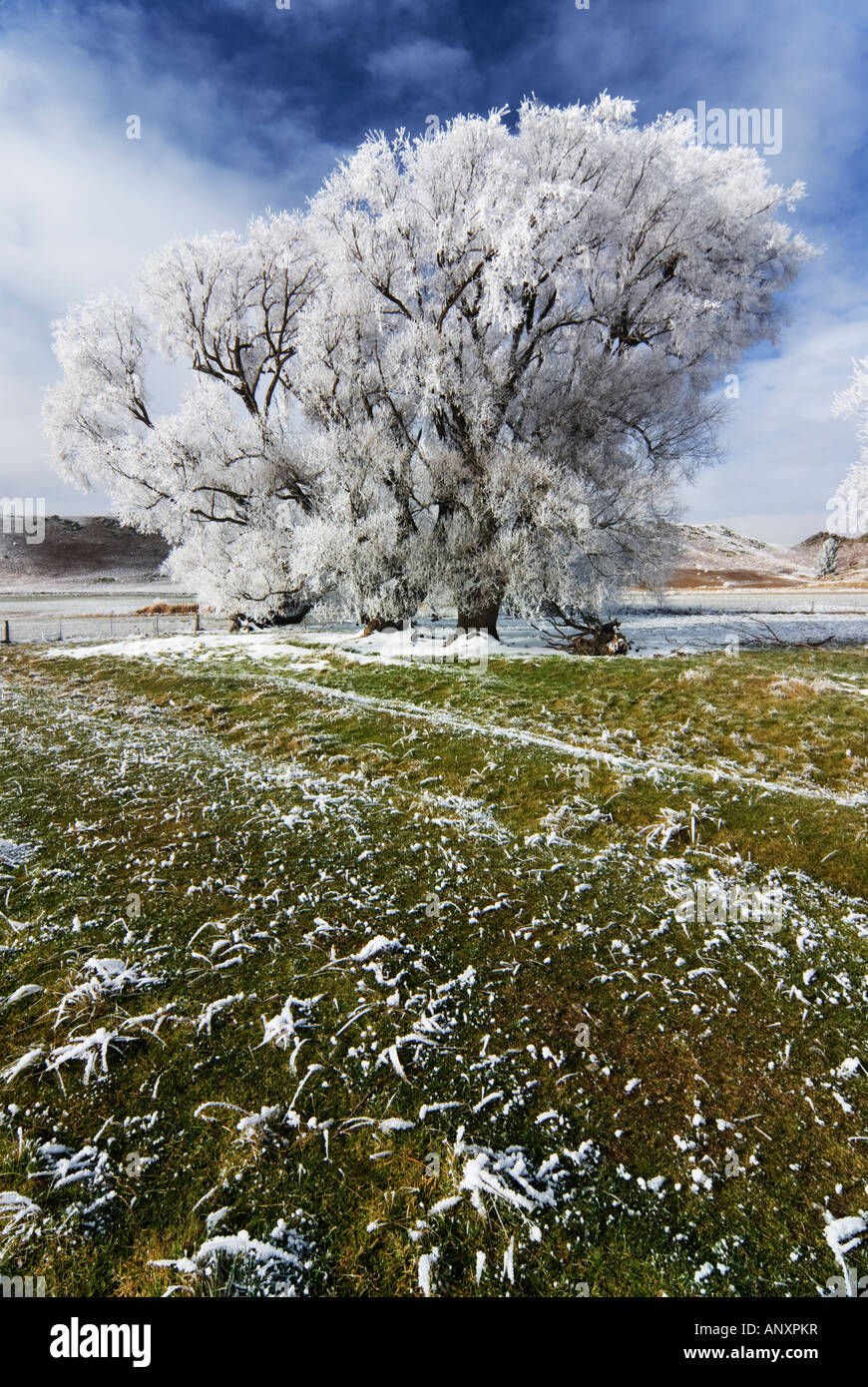 Tree covered in hoarfrost on farmland during a harsh cold spell ...