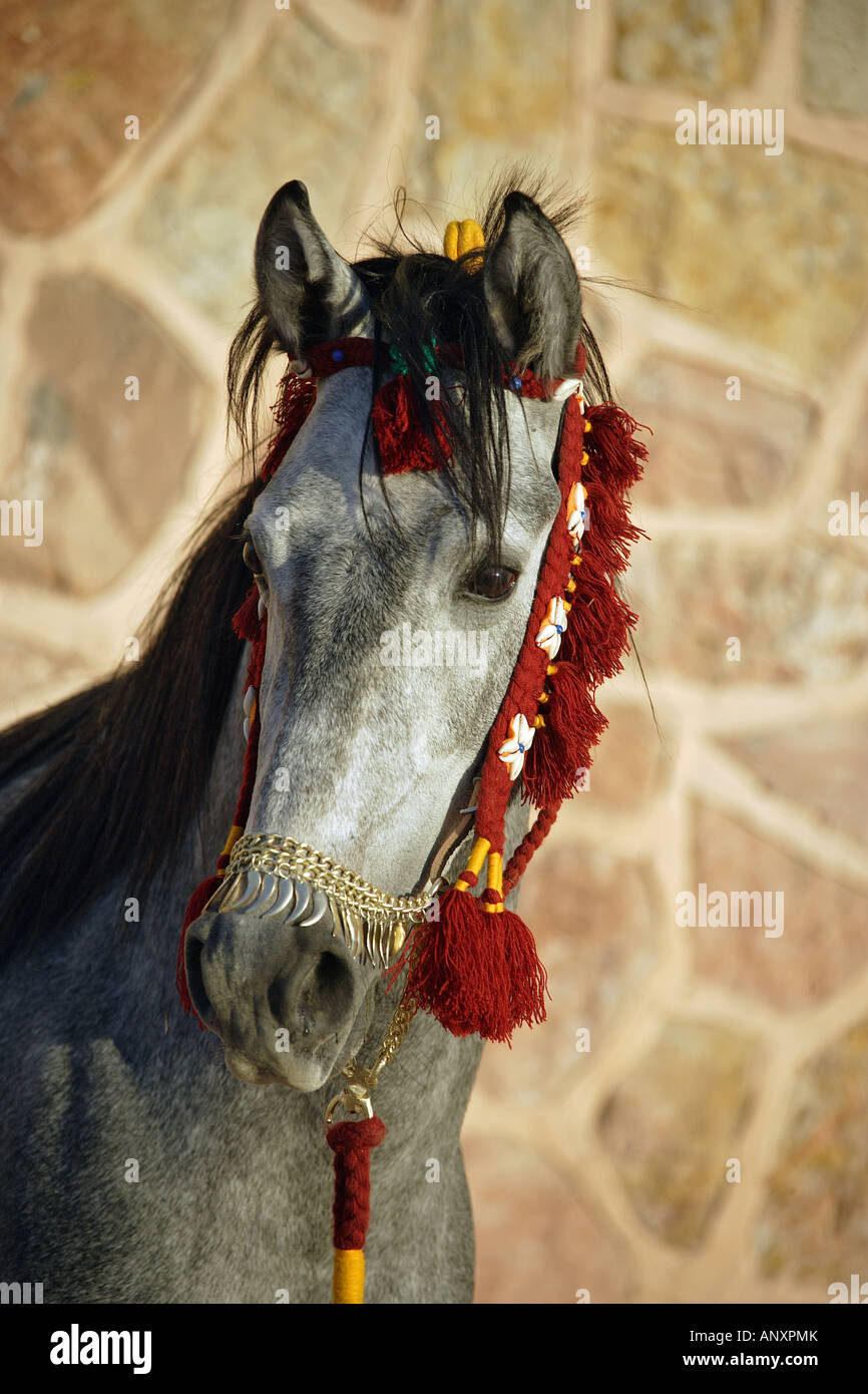 Arabian horse - portrait Stock Photo - Alamy