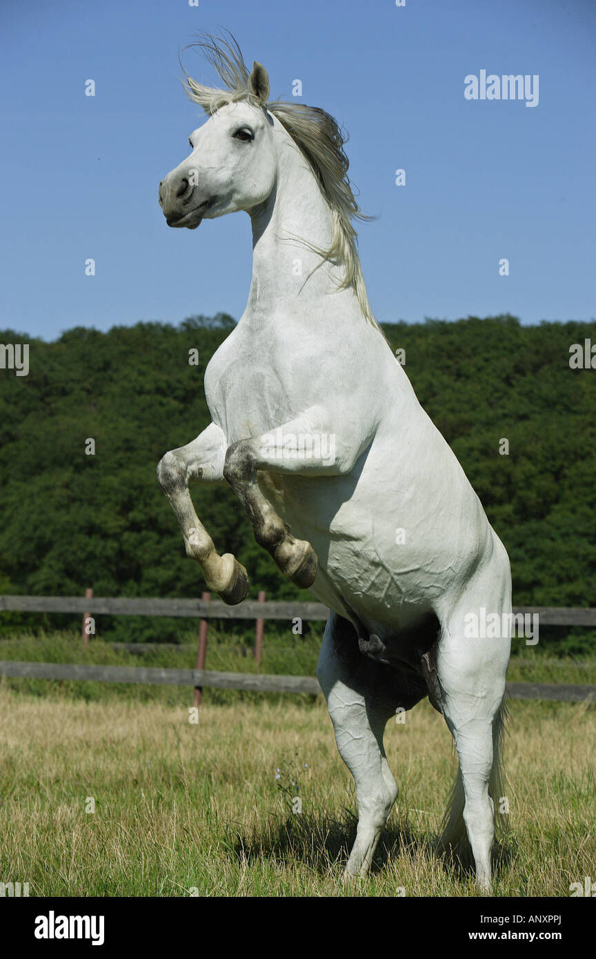 Arabian horse - rearing Stock Photo - Alamy