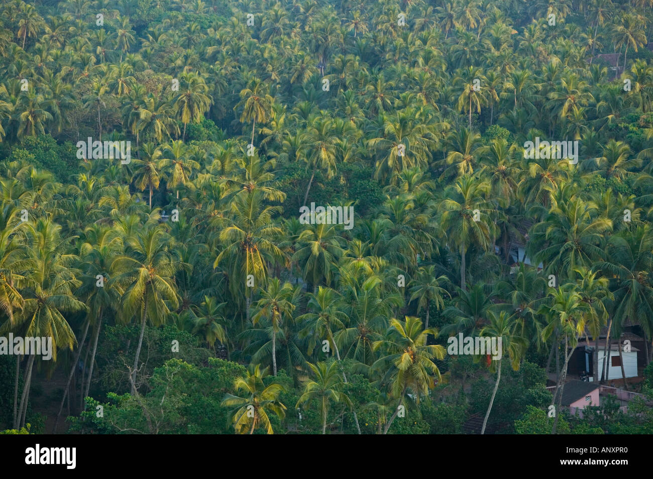 INDIA, Goa, Chapora: Palm Trees Stock Photo - Alamy
