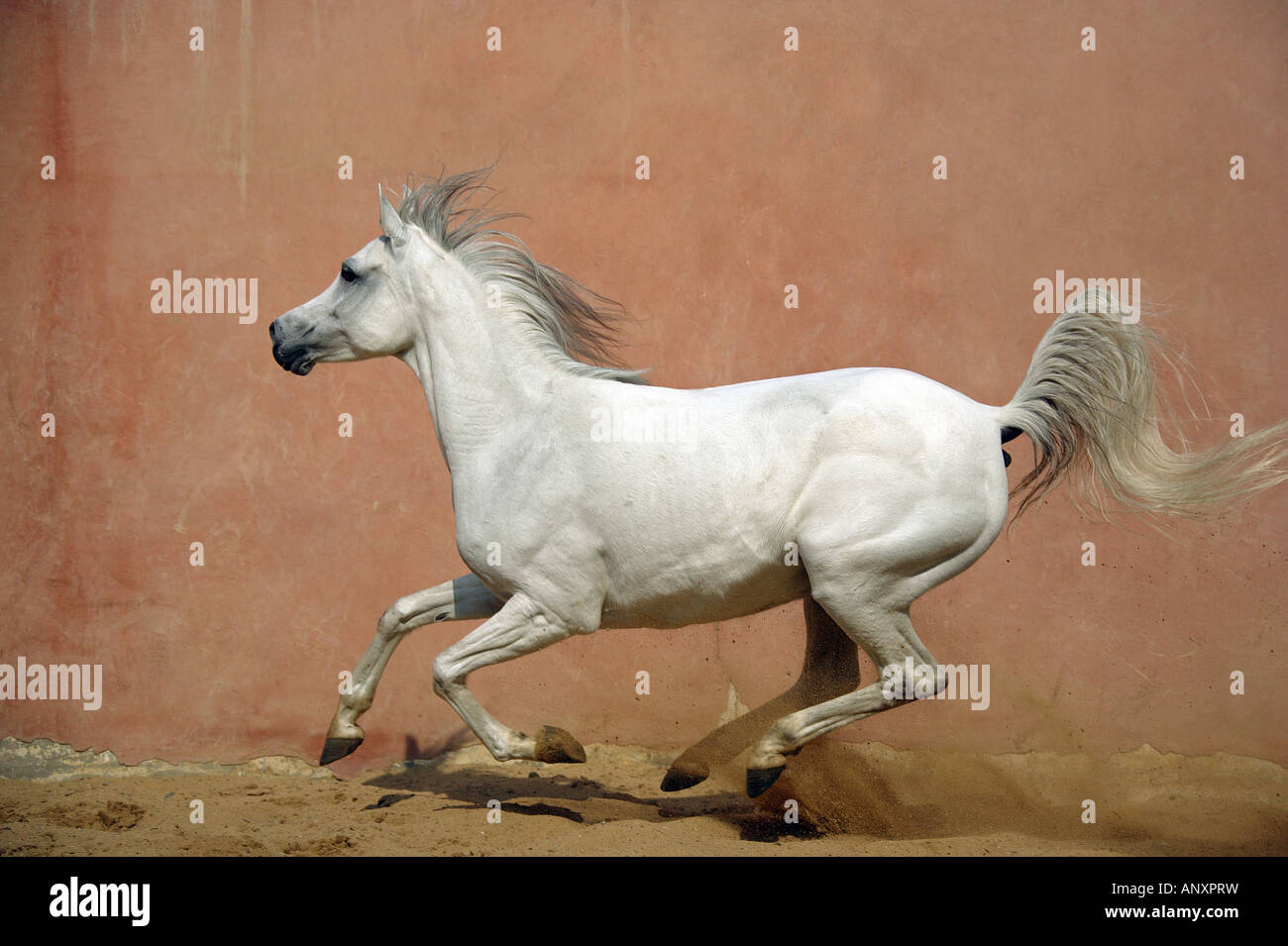 Arabian horse - galloping Stock Photo - Alamy