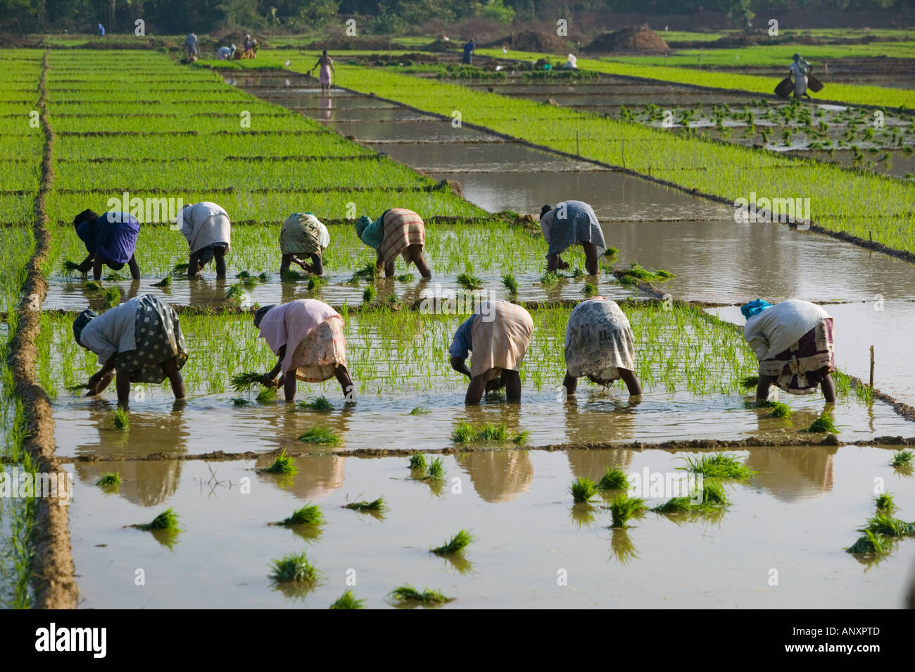 INDIA, Goa, Cortalim: Rice Fields (NR Stock Photo - Alamy