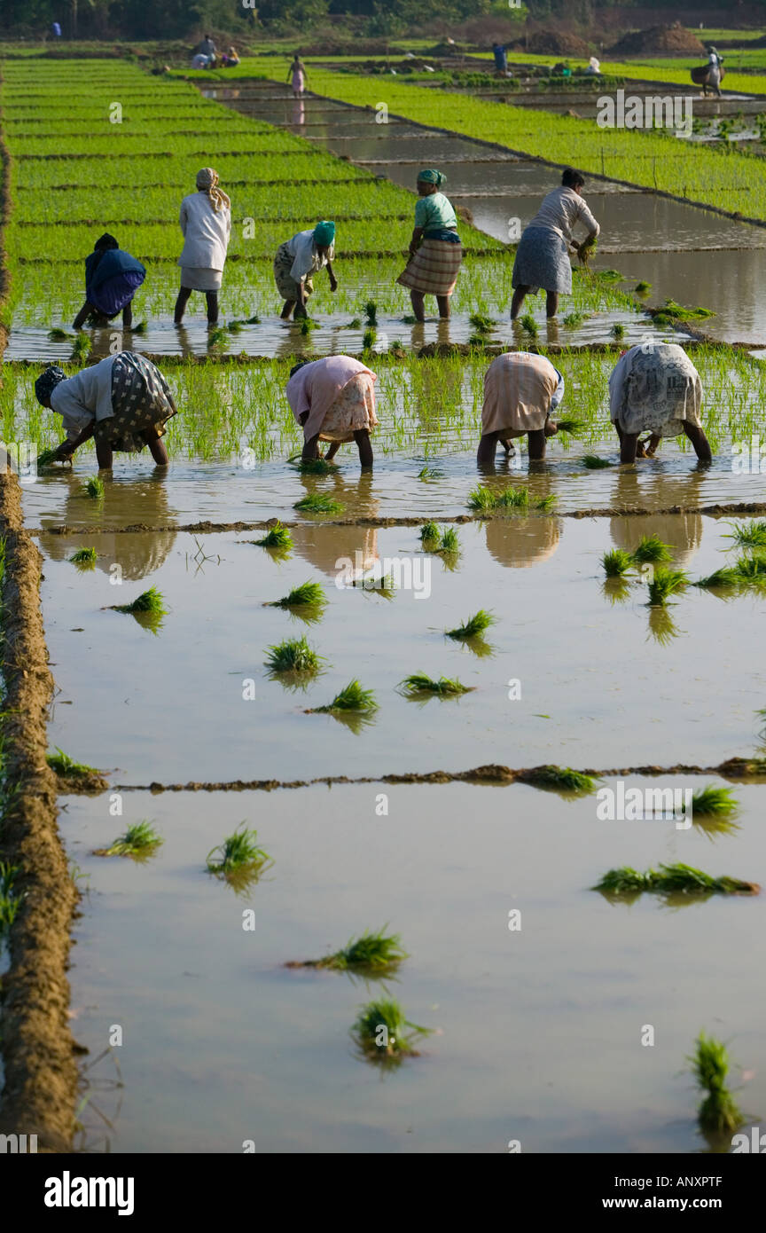INDIA, Goa, Cortalim: Rice Fields (NR Stock Photo - Alamy