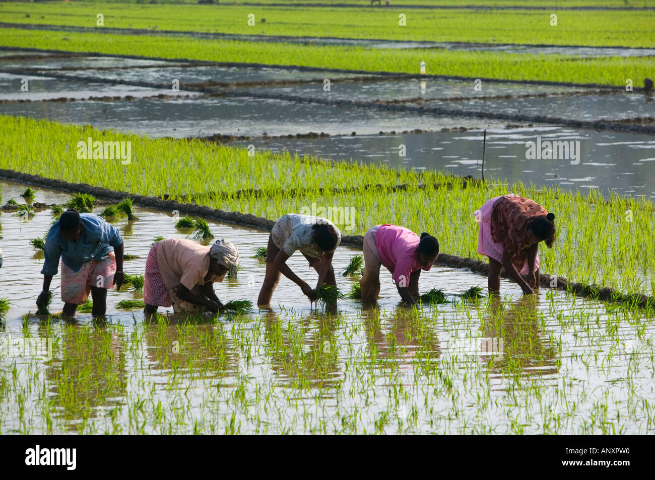 INDIA, Goa, Cortalim: Rice Fields (NR Stock Photo - Alamy
