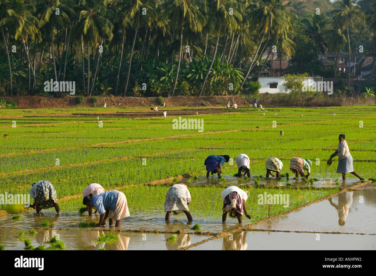 INDIA, Goa, Cortalim: Rice Fields (NR Stock Photo - Alamy