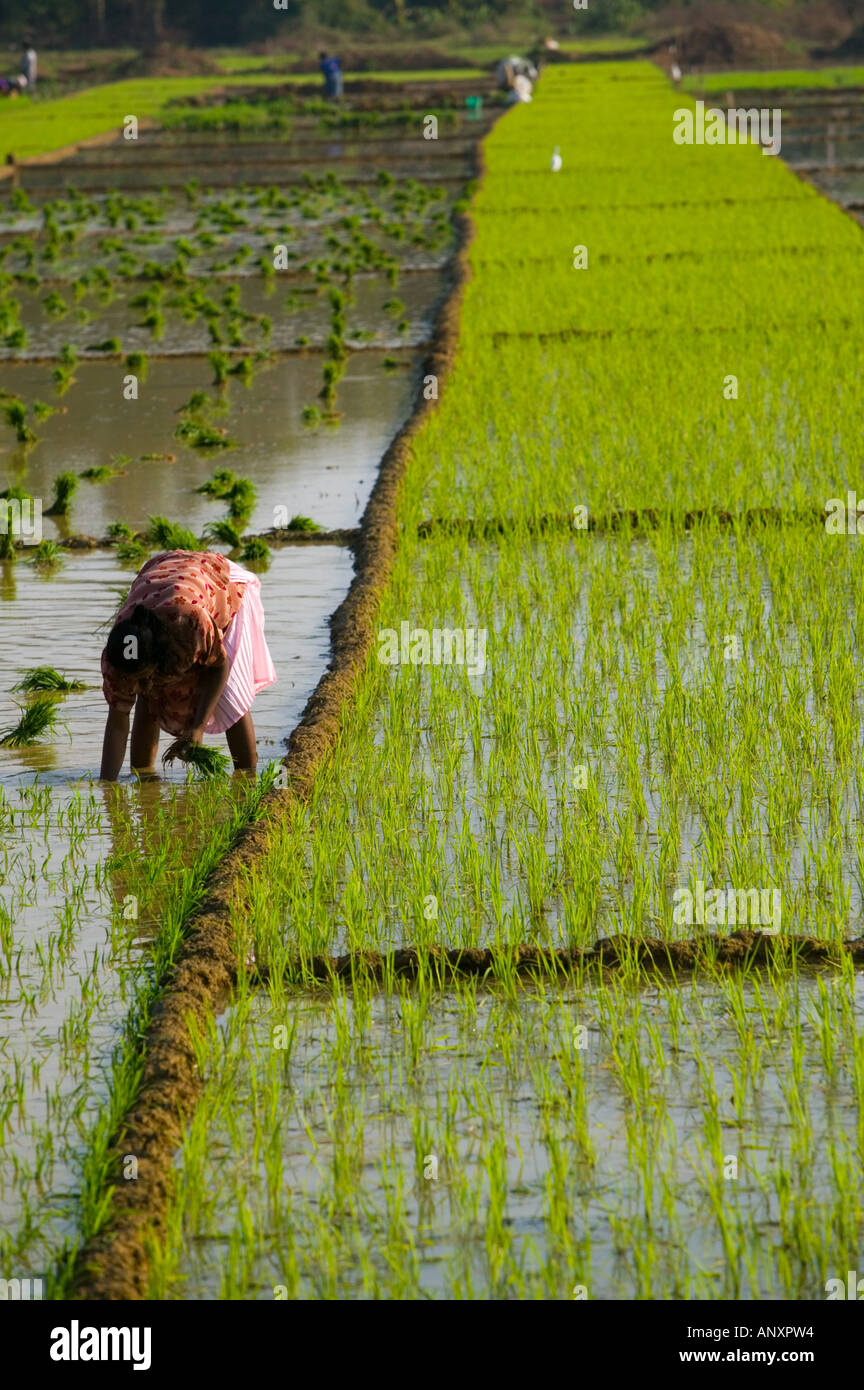 INDIA, Goa, Cortalim: Rice Fields (NR Stock Photo - Alamy