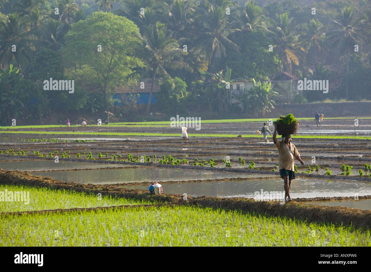 India rice field hi-res stock photography and images - Alamy
