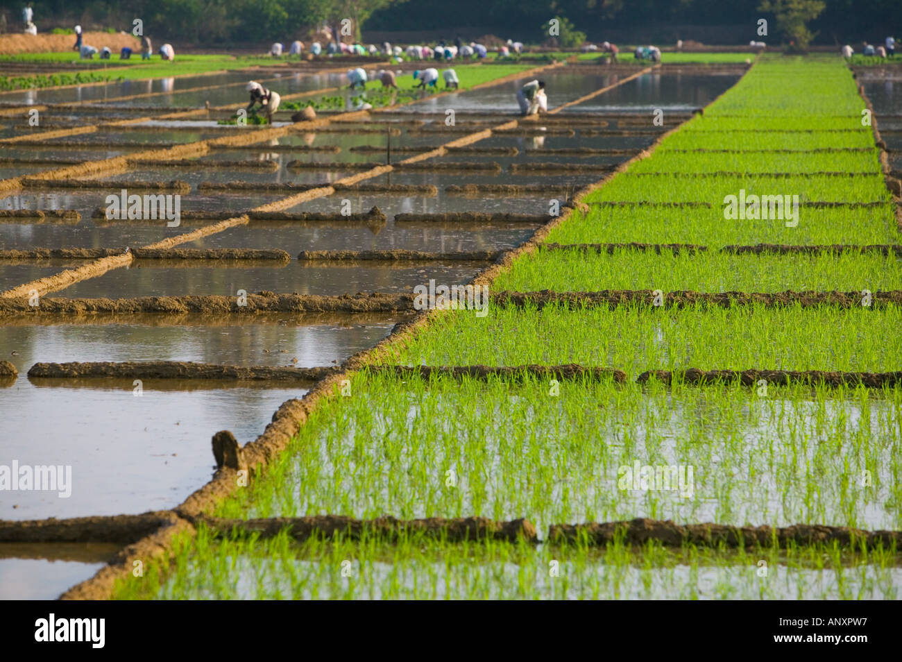 INDIA, Goa, Cortalim: Rice Fields (NR Stock Photo - Alamy