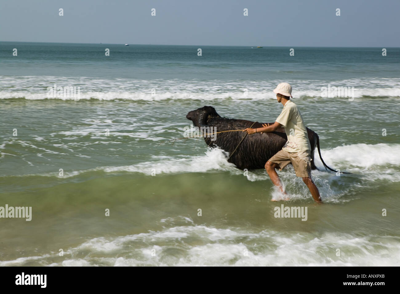 Cow surfing hi-res stock photography and images - Alamy