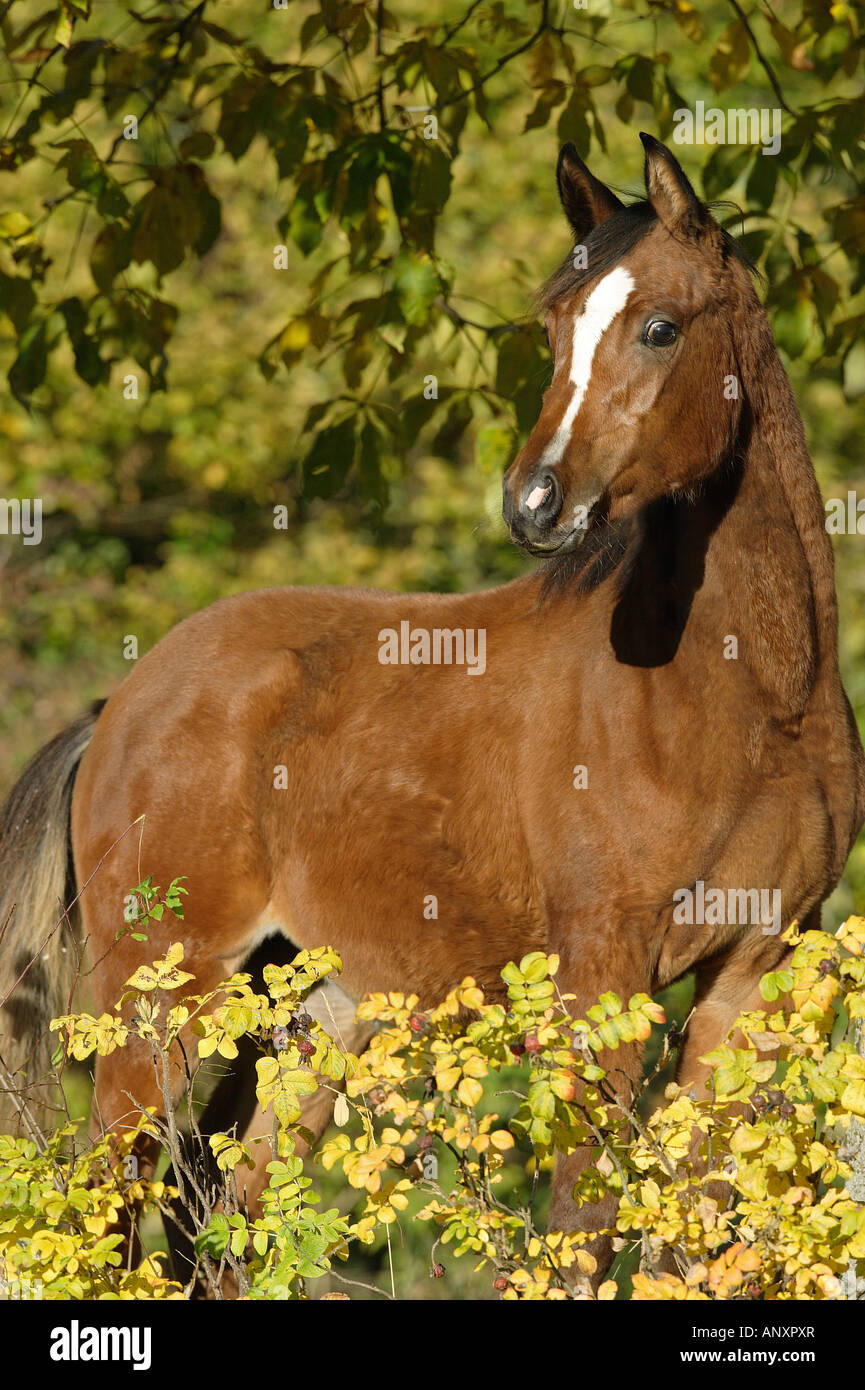 Arabian horse - standing Stock Photo - Alamy