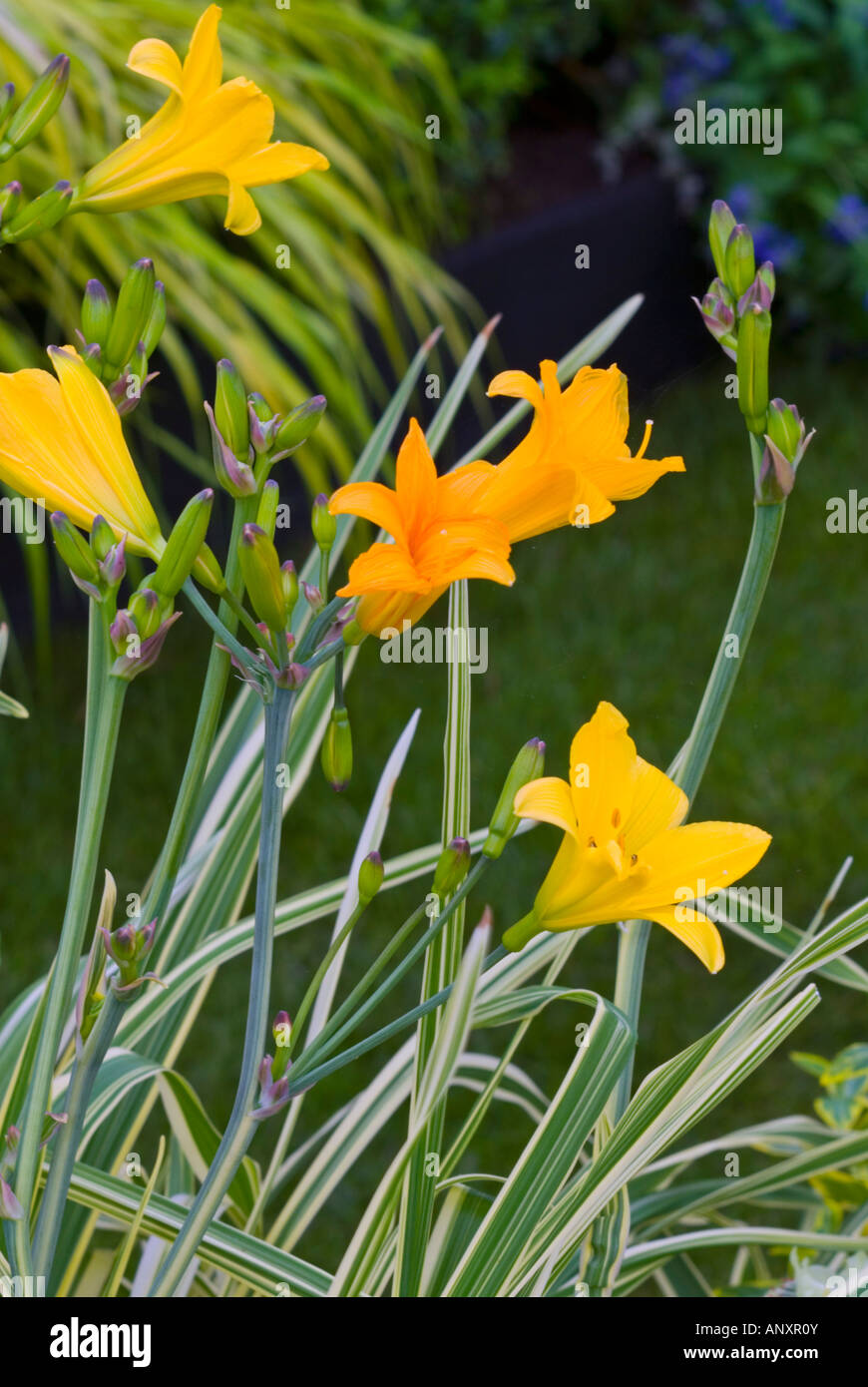 Hemerocallis 'Golden Zebra' variegated daylily daylilies foliage in ...
