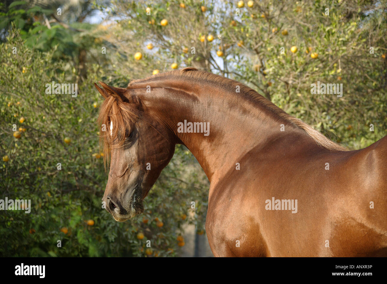 Asil Arabian horse - portrait Stock Photo - Alamy