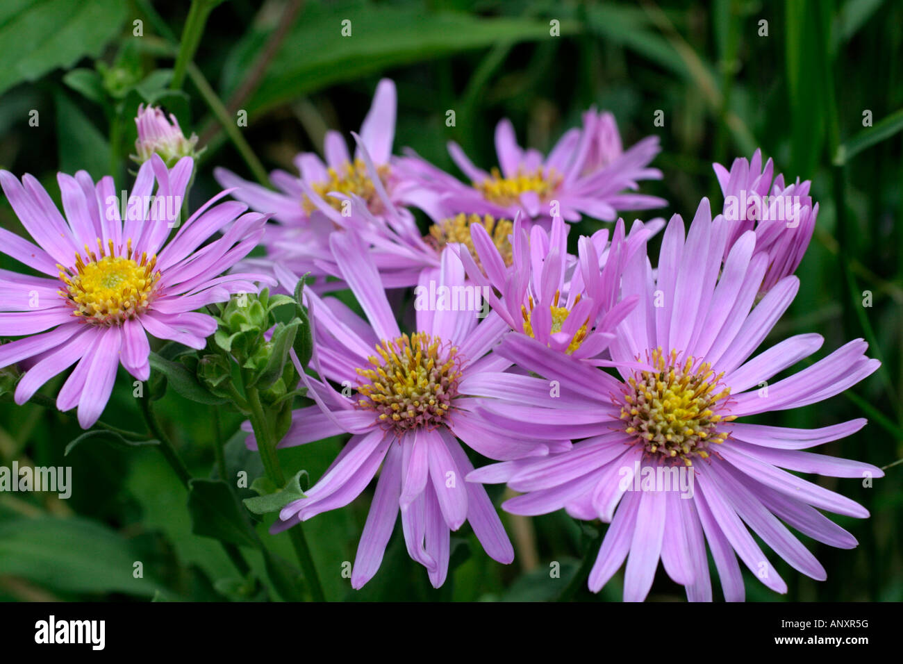 Aster amellus lady hindlip hi-res stock photography and images - Alamy
