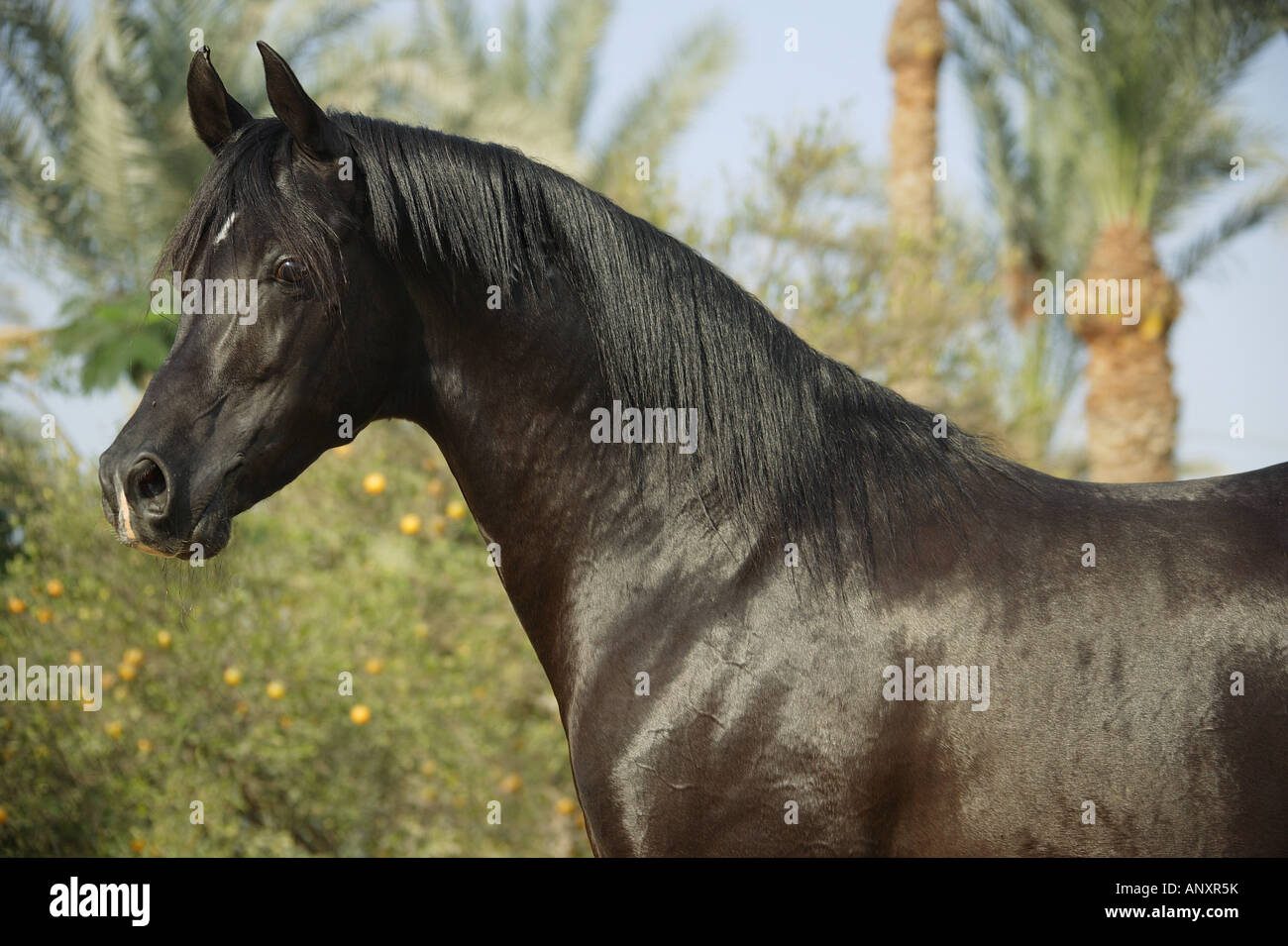 Asil Arabian horse - portrait Stock Photo - Alamy