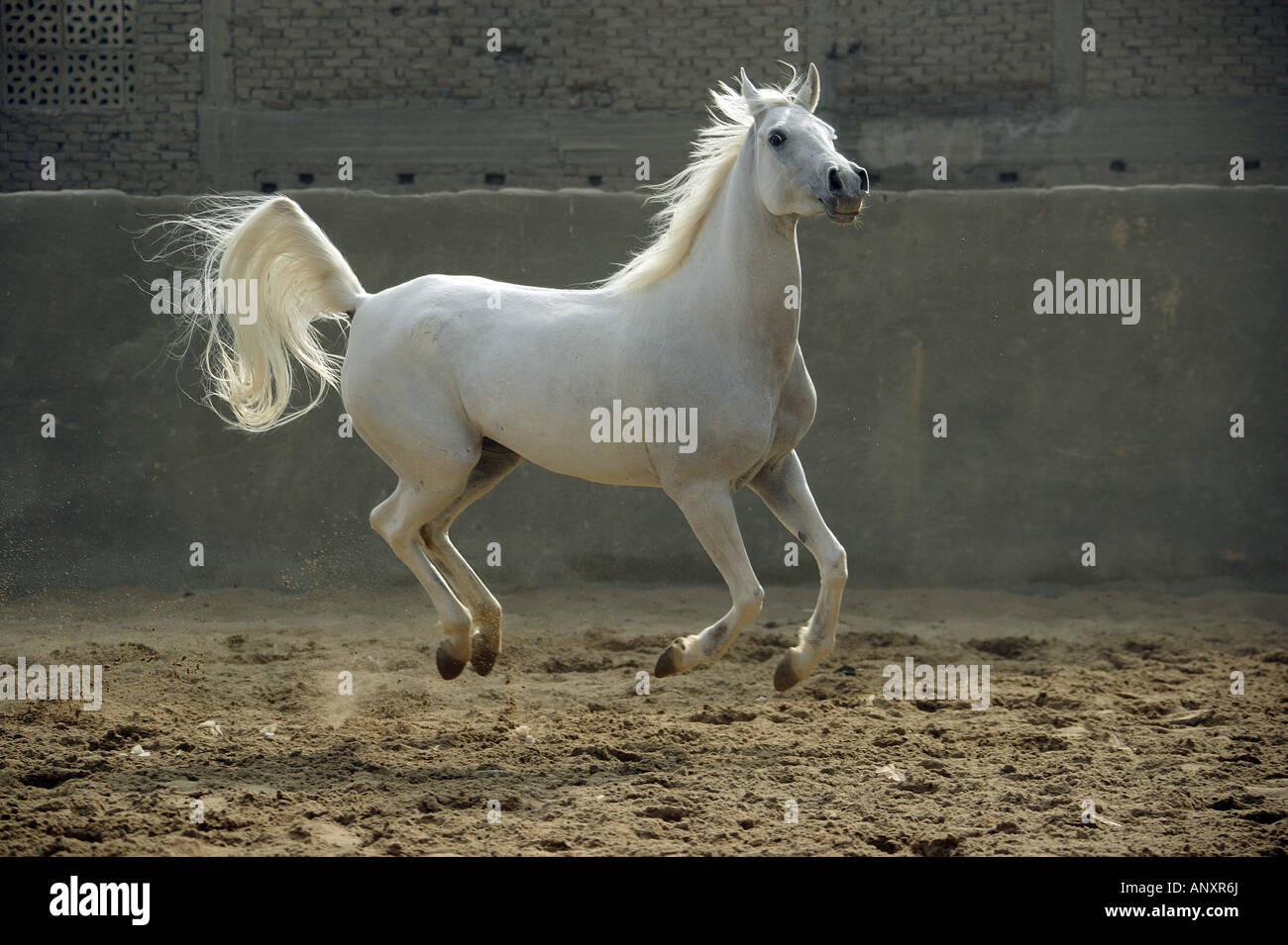 Arabian Horses Jumping