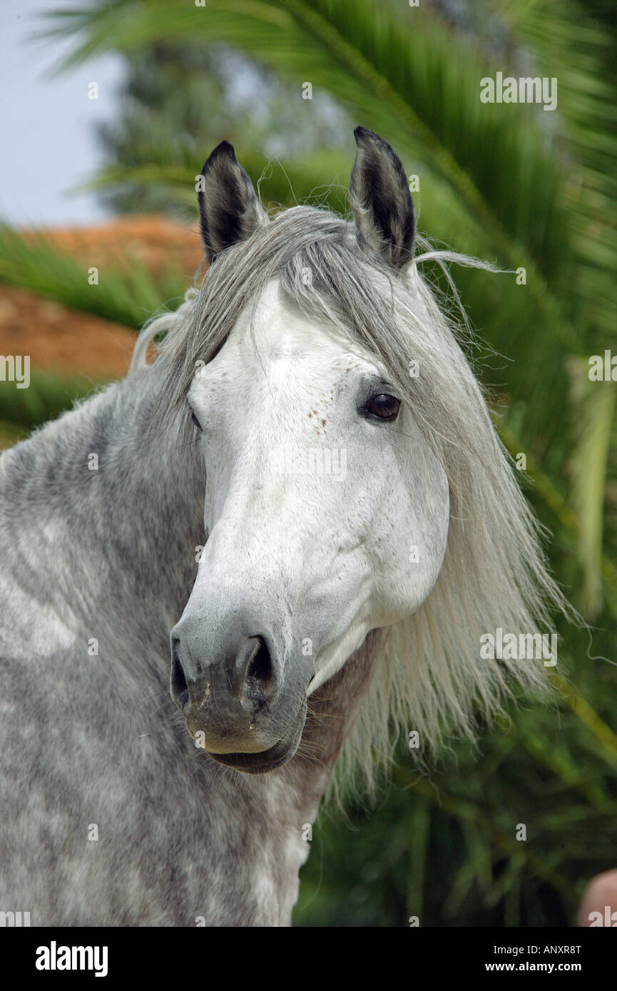 Arabian horse - portrait Stock Photo - Alamy