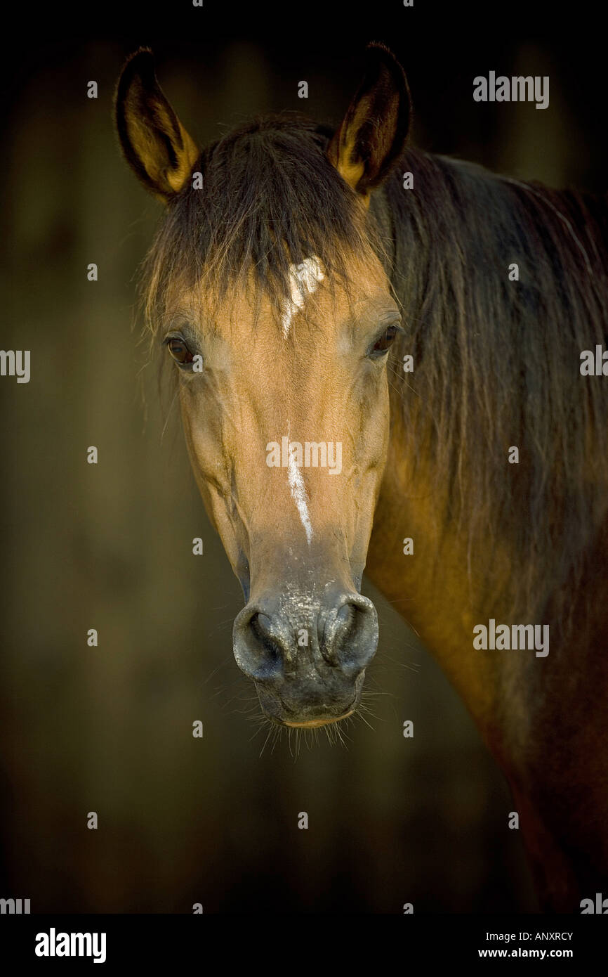 Arab-Barb - portrait Stock Photo - Alamy