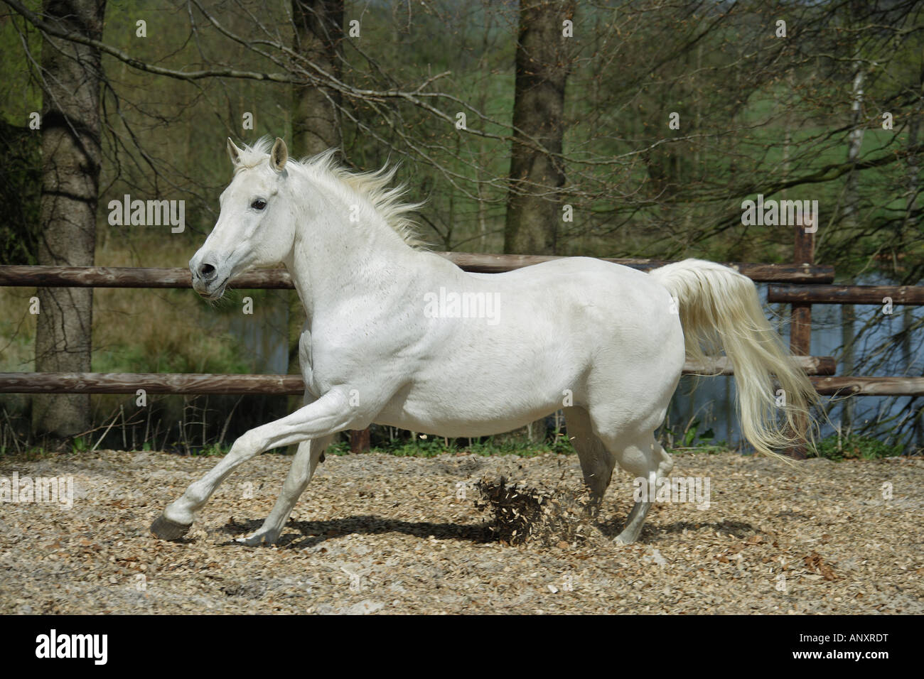 Arabian horse - running Stock Photo - Alamy
