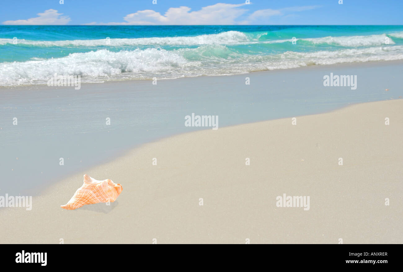 Perfect seashell on beautiful beach Stock Photo - Alamy