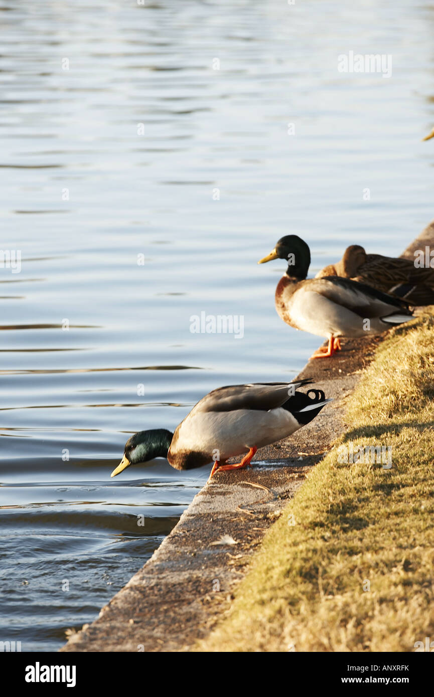 Ducks at the Park Stock Photo - Alamy