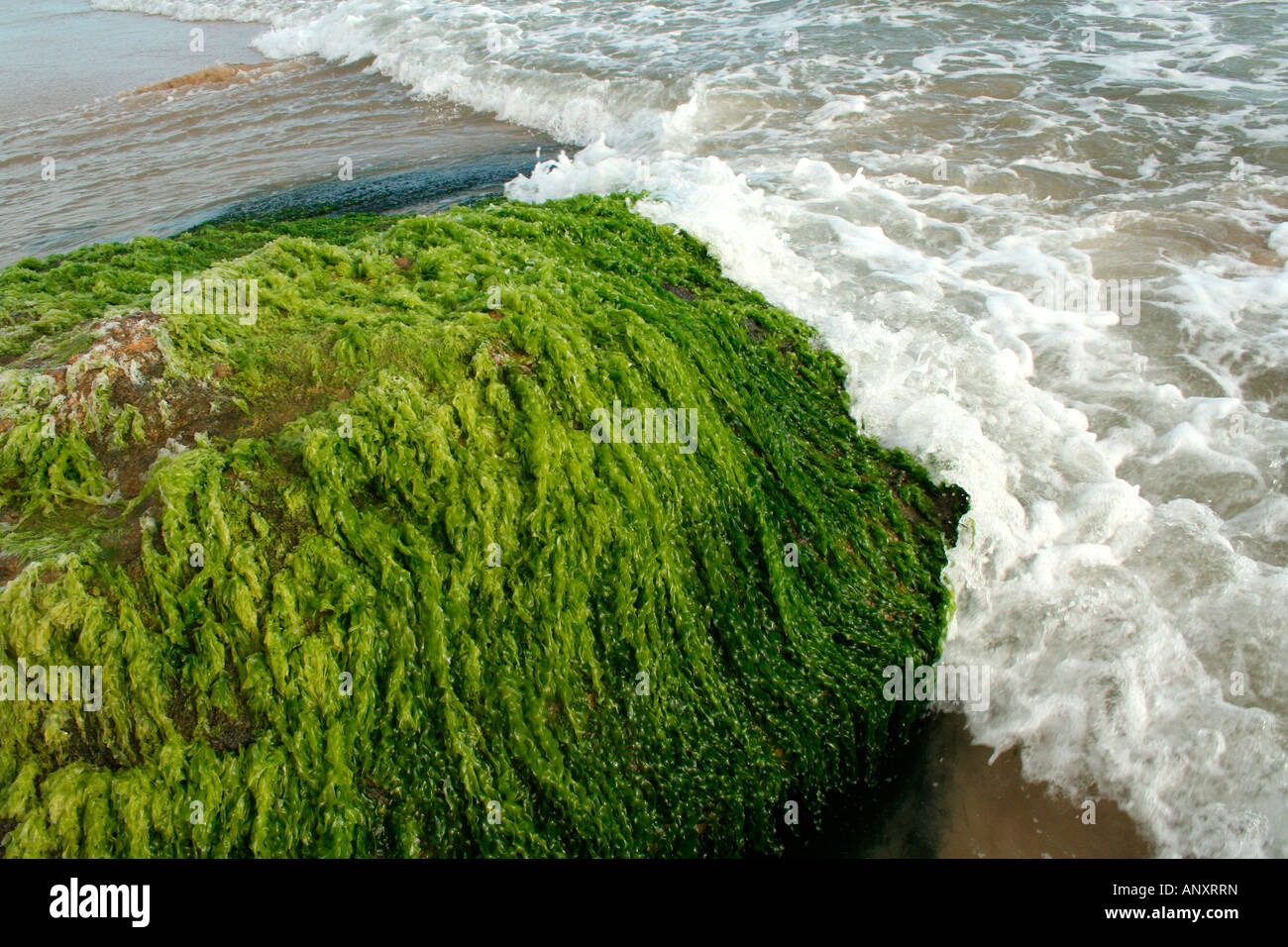 Weed sea weeds hi-res stock photography and images - Alamy